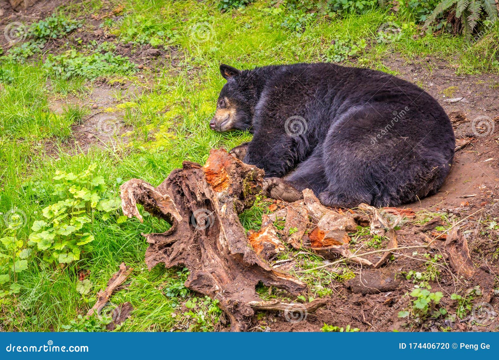 Black bear lies on ground stock photo. Image of states - 174406720