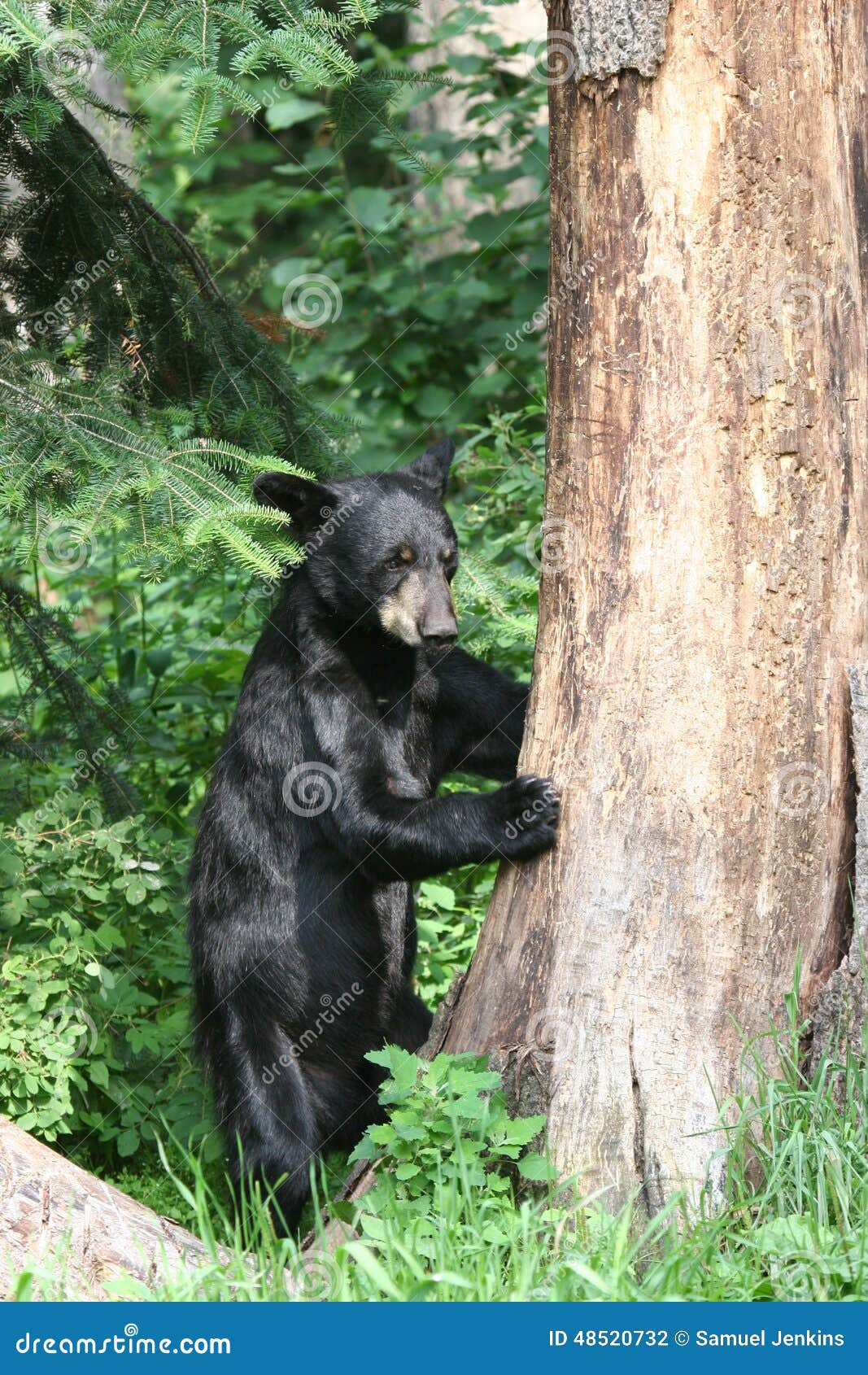 Black Bear stock photo. Image of mammials, black, hiding - 48520732