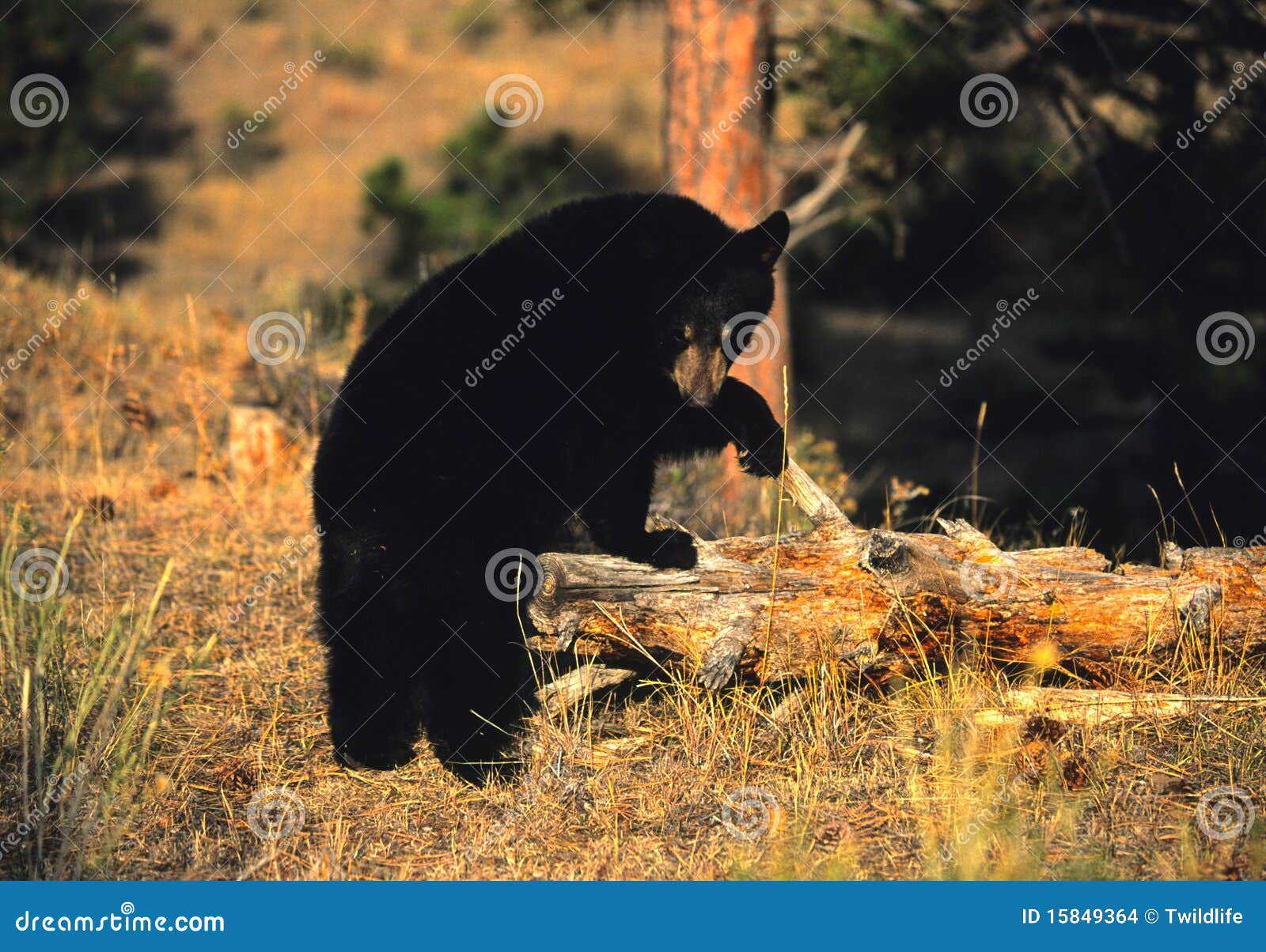 Black Bear on Log stock photo. Image of wildlife, black - 15849364