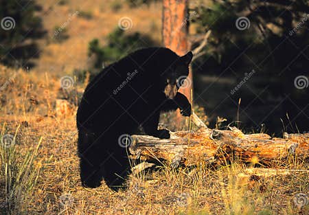Black Bear on Log stock photo. Image of wildlife, black - 15849364