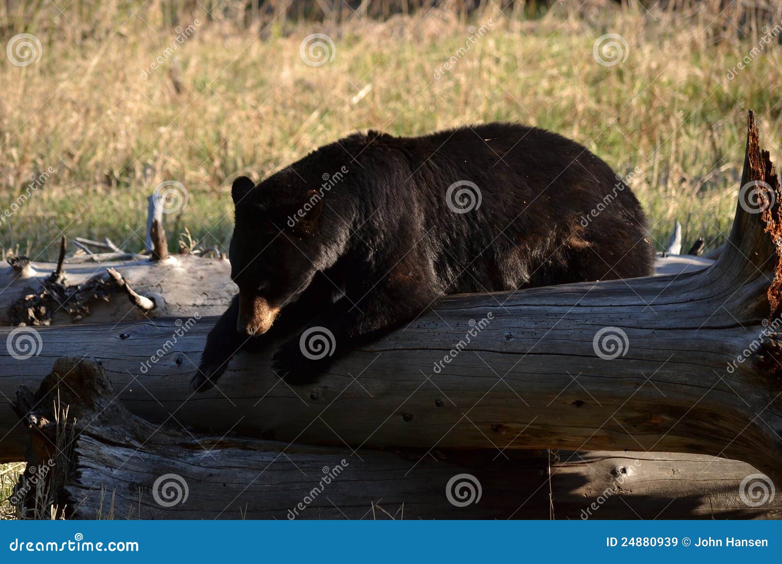 Black bear on a log stock image. Image of predator, bear - 24880939