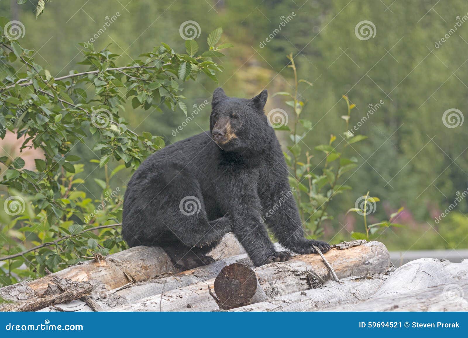 Black Bear on a Log Pile in Alaska Stock Image - Image of mammal, bear ...