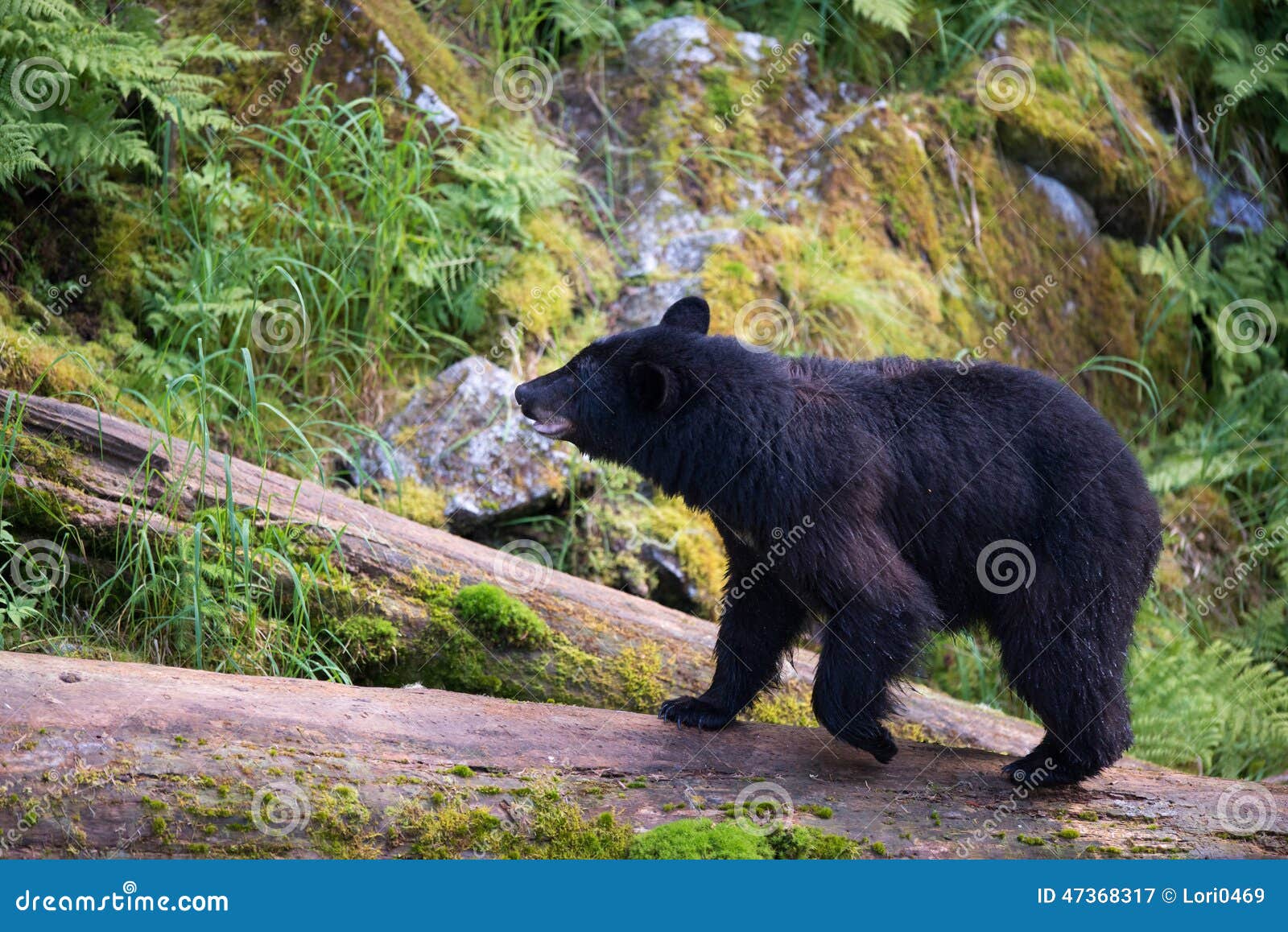 Black bear on a log stock image. Image of descend, feeding - 47368317