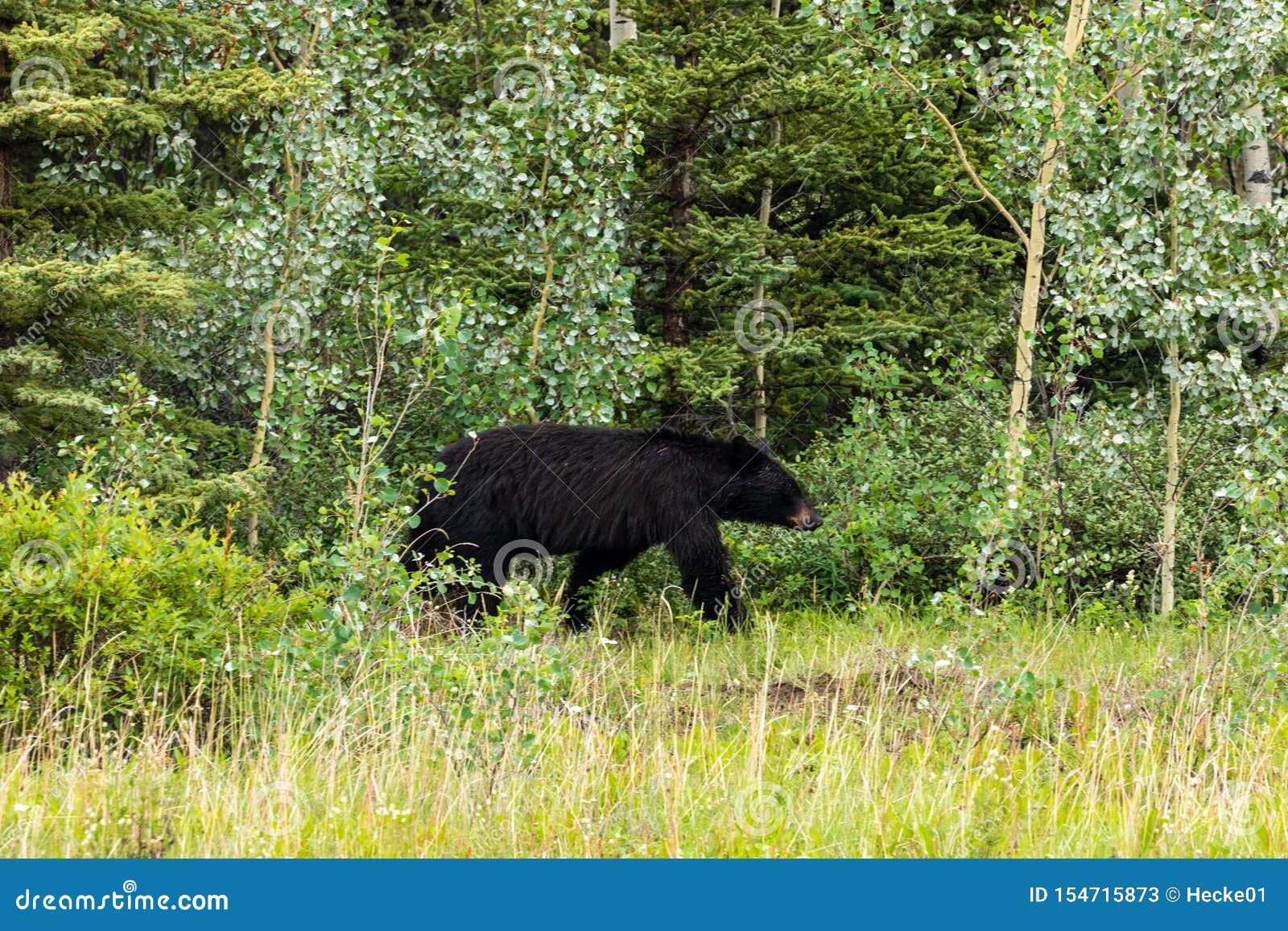 Black Bear is Looking Out of a Forest in Canada Stock Image - Image of ...
