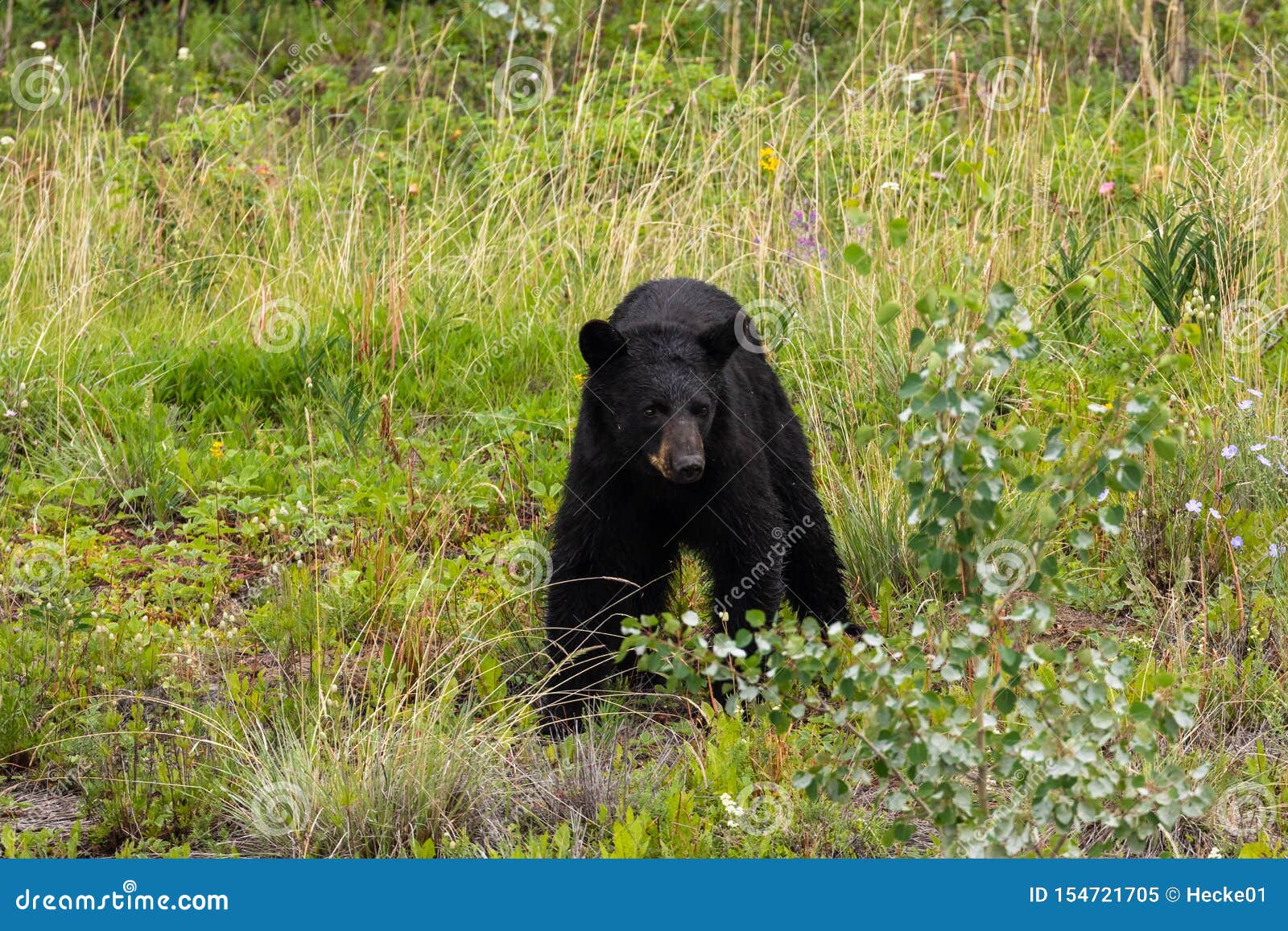 Black Bear is Looking Out of a Forest in Canada Stock Image - Image of ...
