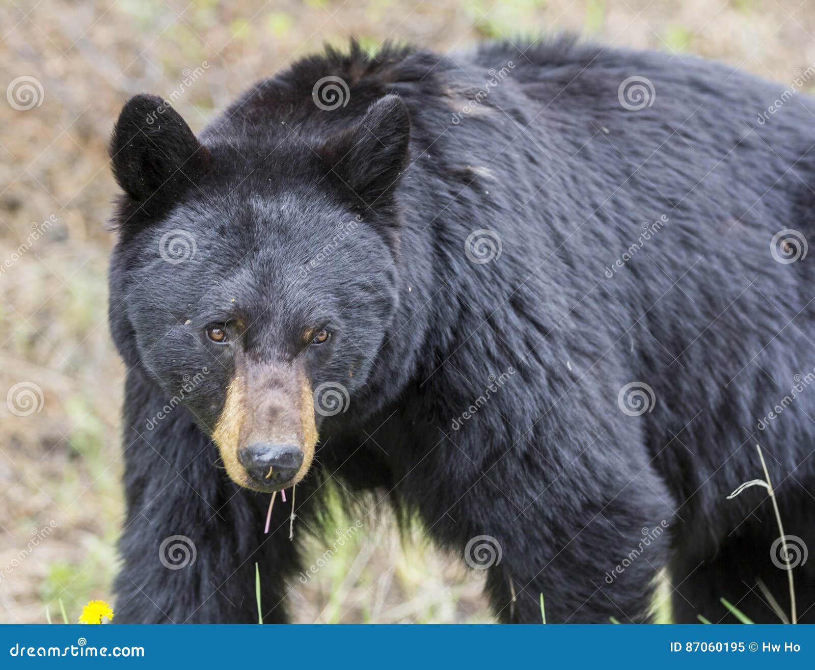 Black Bear Looking at You, Focus on His Eyes Stock Image - Image of ...