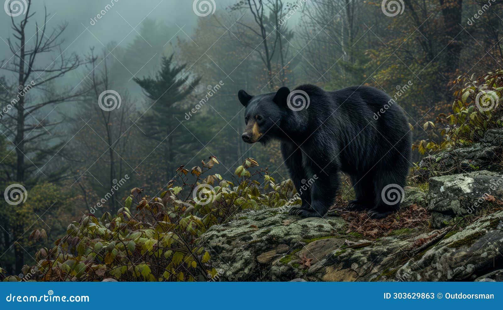 Black bear 0n ridge stock illustration. Illustration of smoky - 303629863