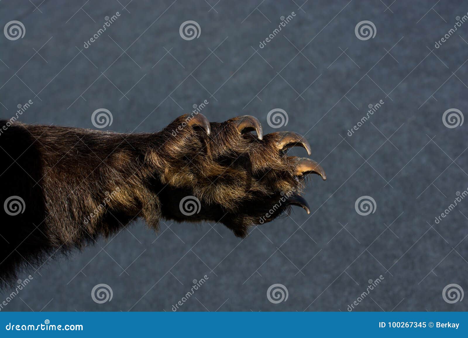 Black Bear Paw with Sharp Claws Stock Image - Image of mammal, bear ...