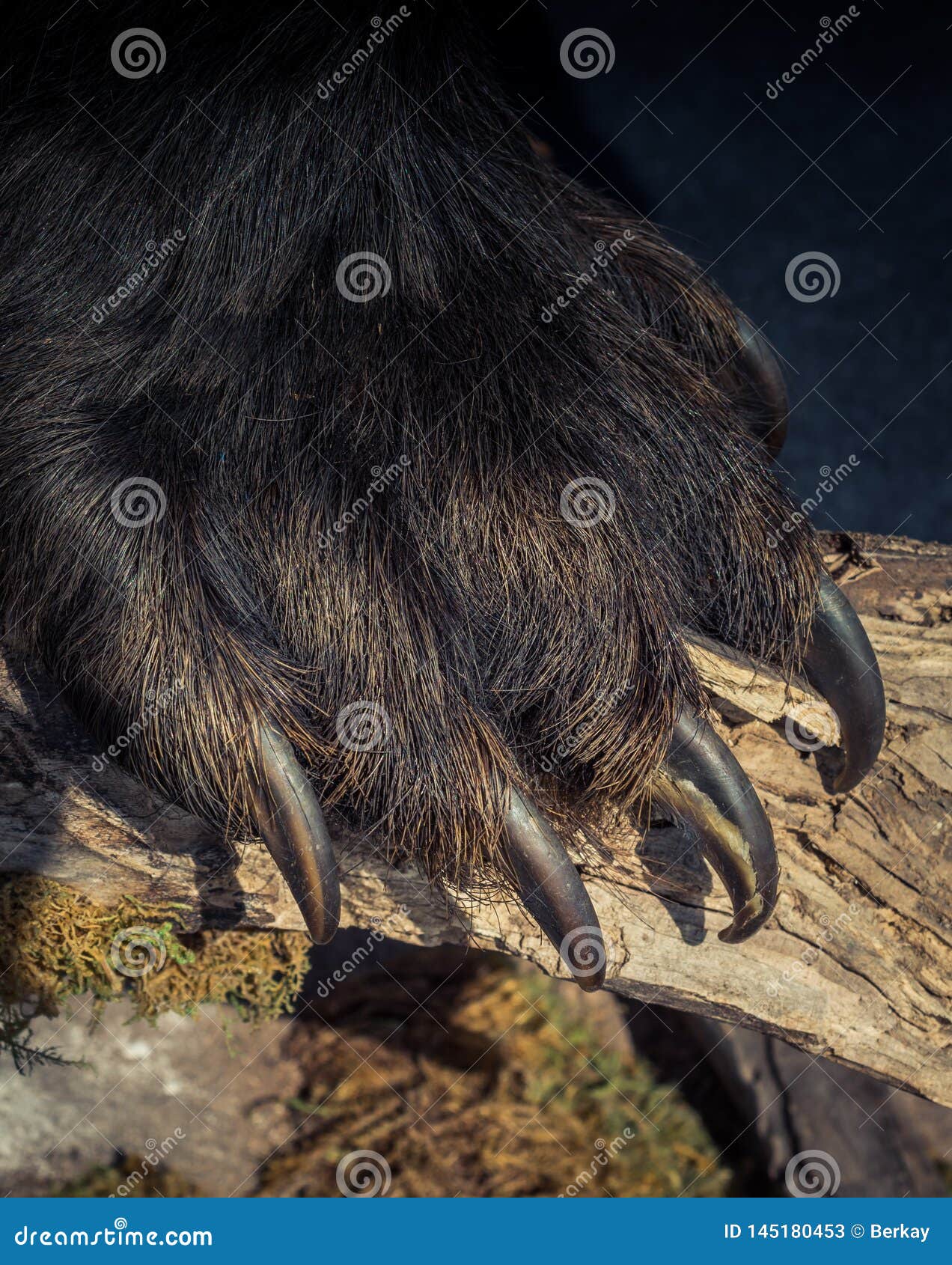 Black Bear Paw with Sharp Claws Stock Image - Image of wildlife, claw ...
