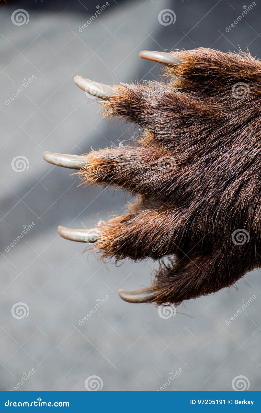 Black Bear Paw with Sharp Claws Stock Image - Image of bear, foot: 97205191