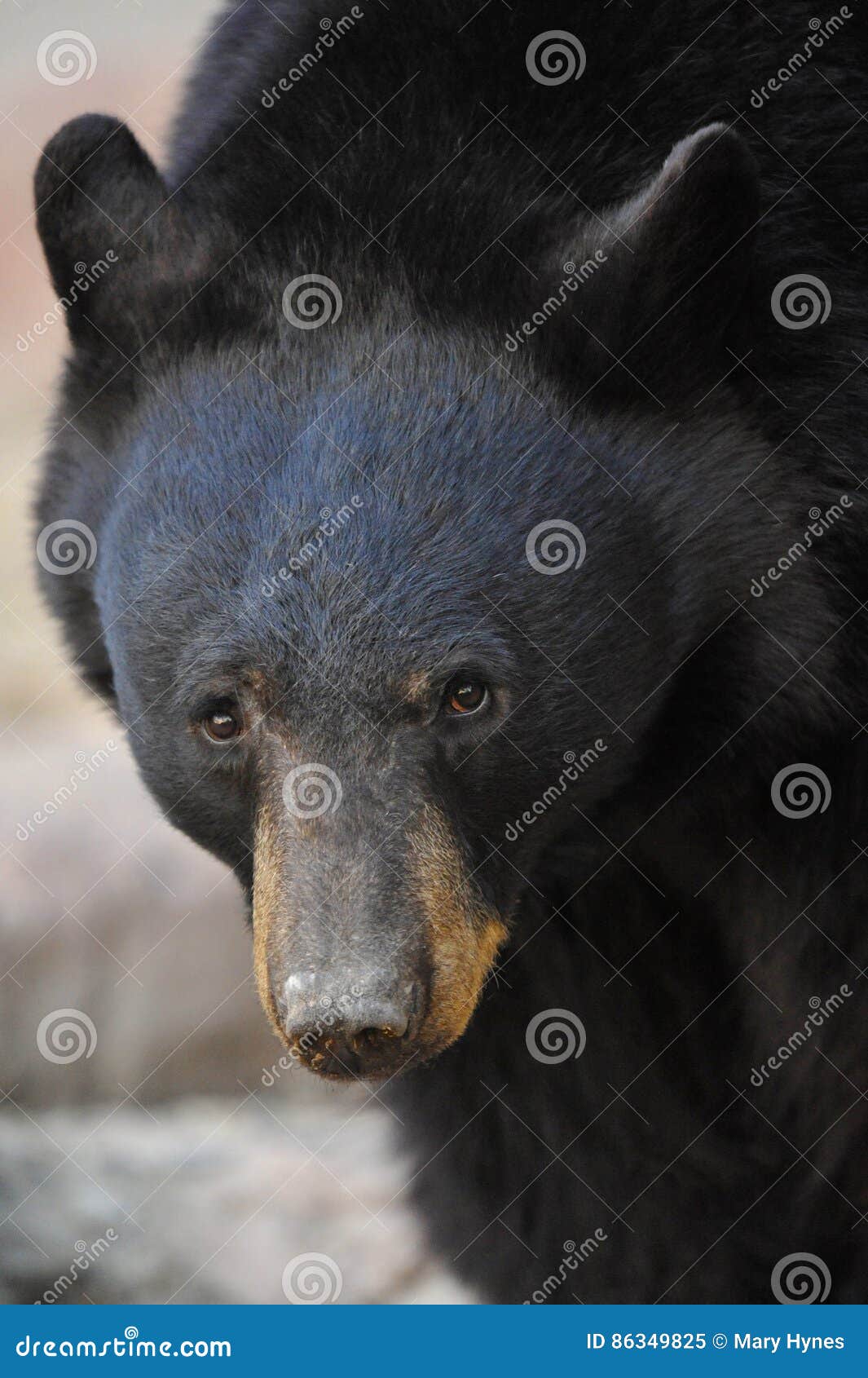 Black Bear with a Questioning Look Stock Image - Image of bear, face ...