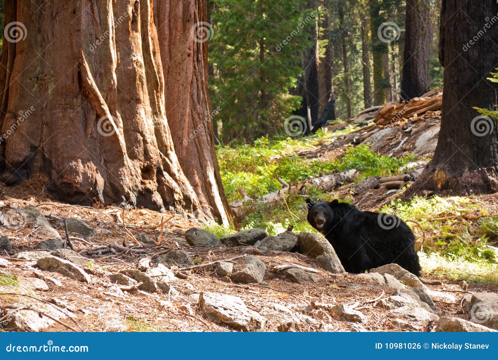 Black Bear in Redwood Forest Stock Photo - Image of sempervirens, stone ...