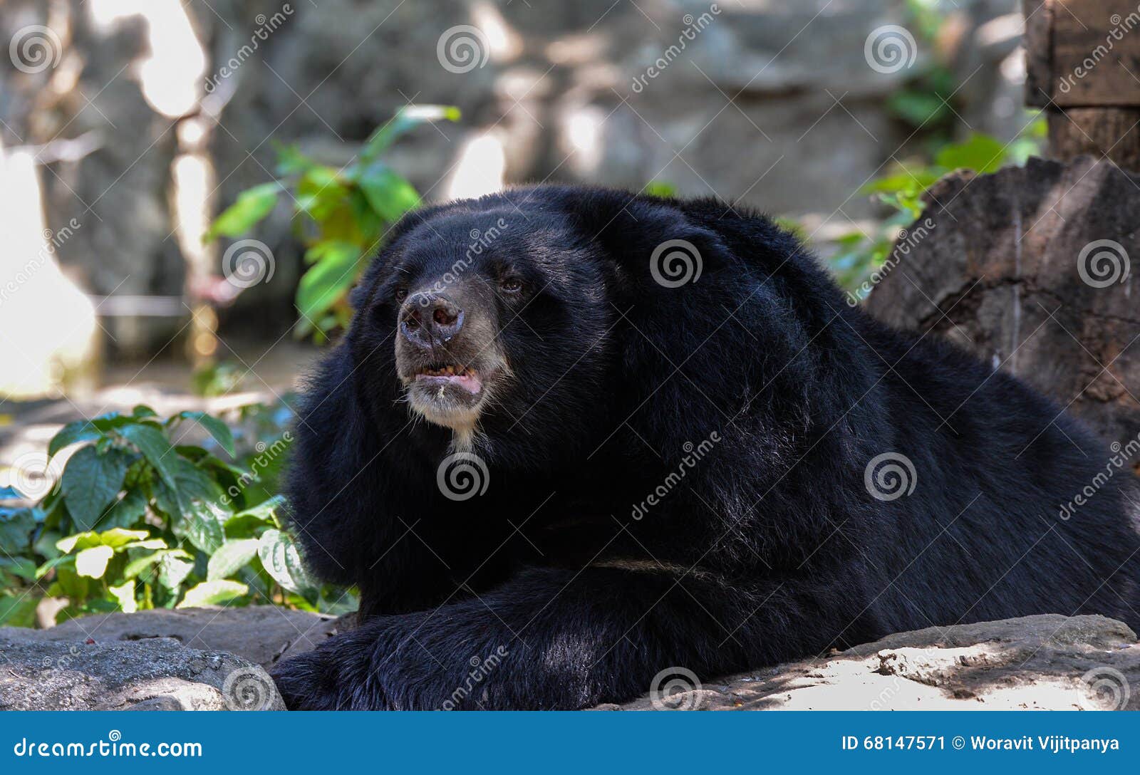Black Bear relax stock image. Image of mammal, curious - 68147571