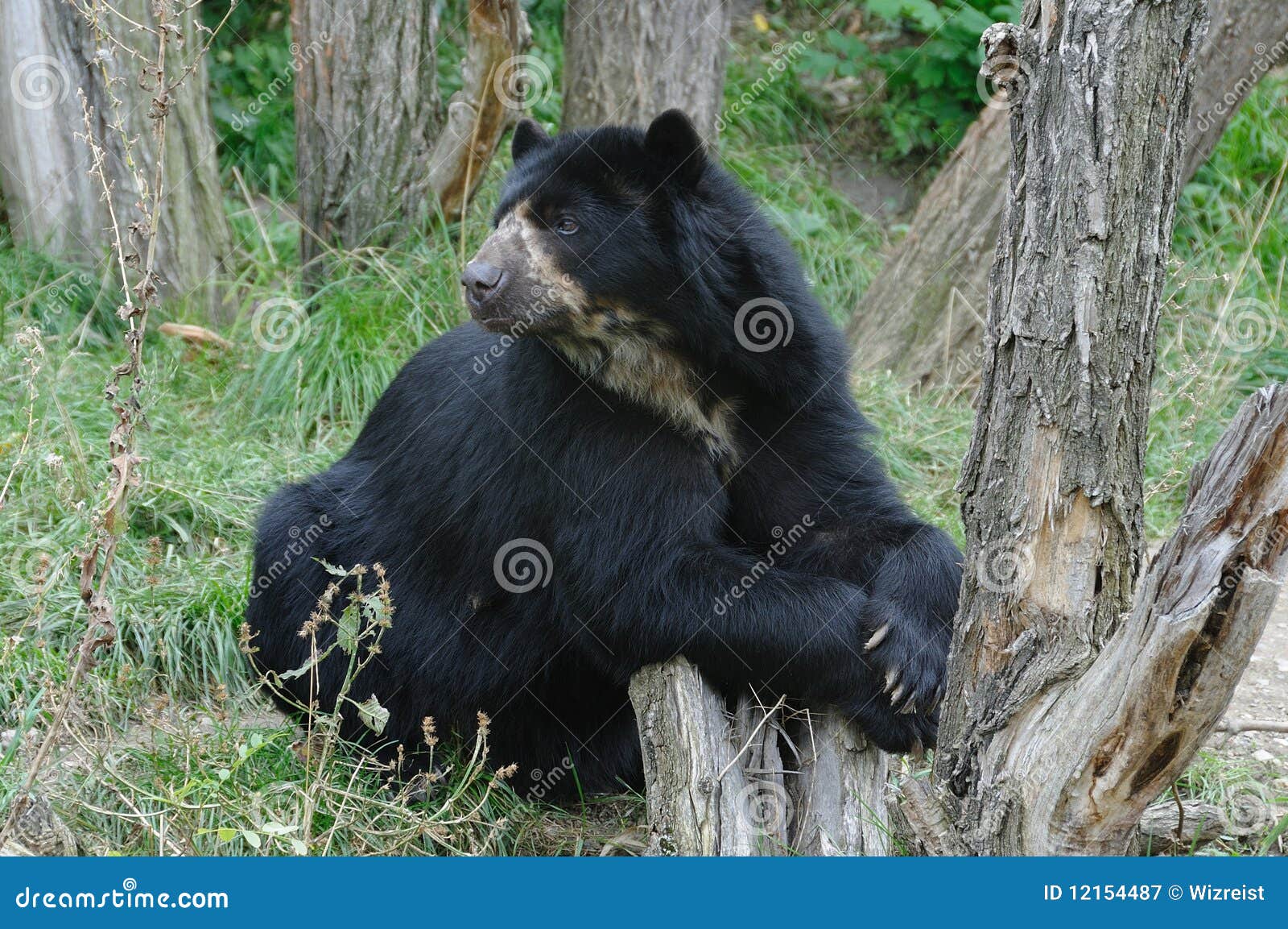 Black Bear Resting stock image. Image of nose, black - 12154487