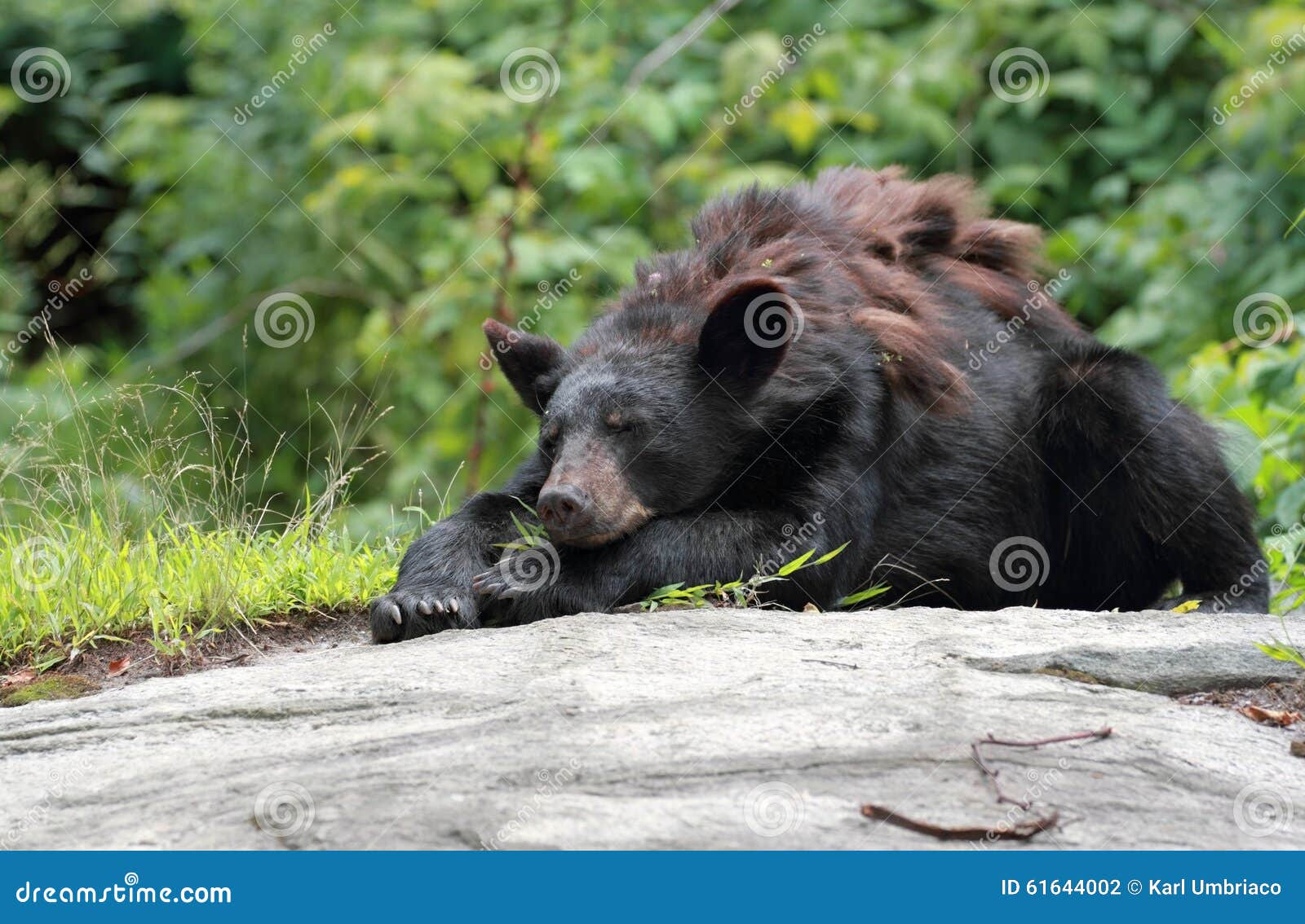 Black bear resting stock photo. Image of forest, beauty - 61644002