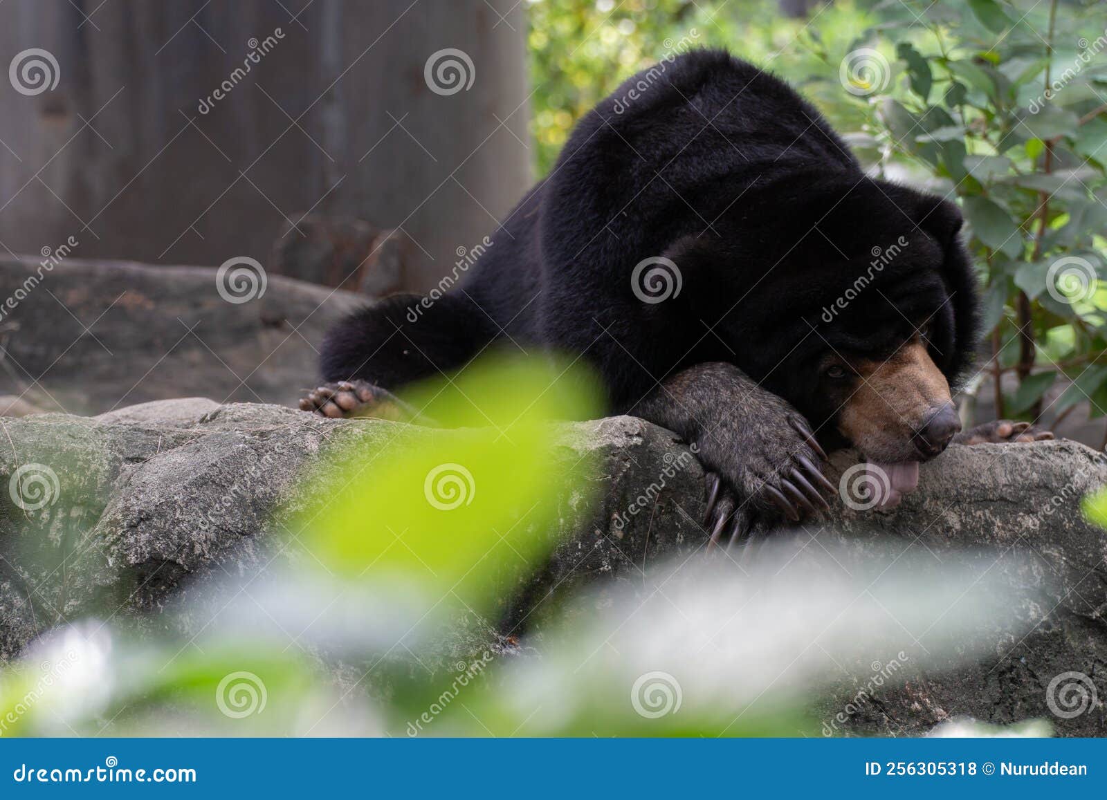 Black Bear Resting on the Rock Stock Photo - Image of angry, brown ...