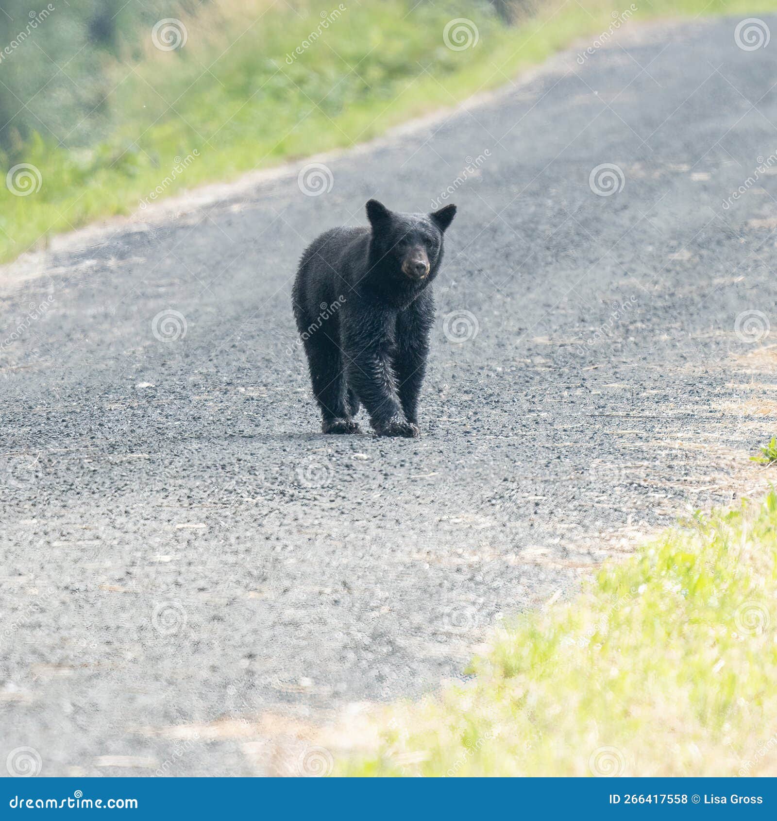 Black bear on a road stock photo. Image of canada, habituated - 266417558