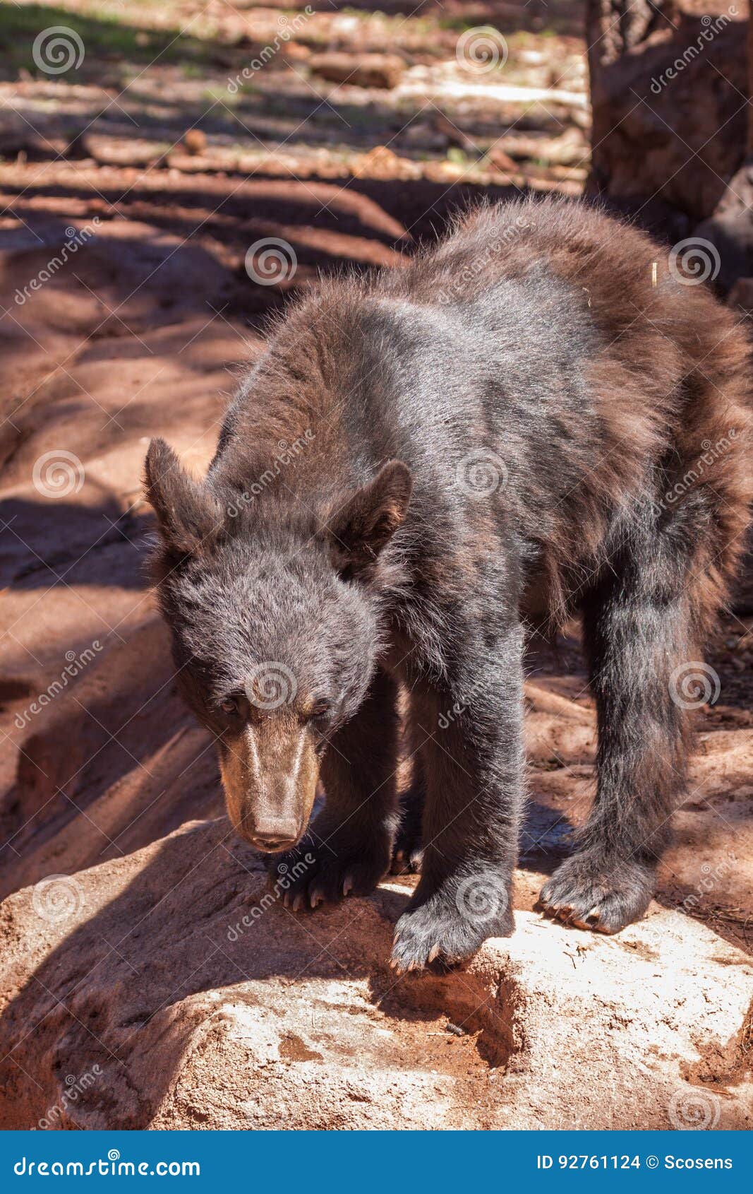 Black Bear on Rock stock photo. Image of black, nature - 92761124