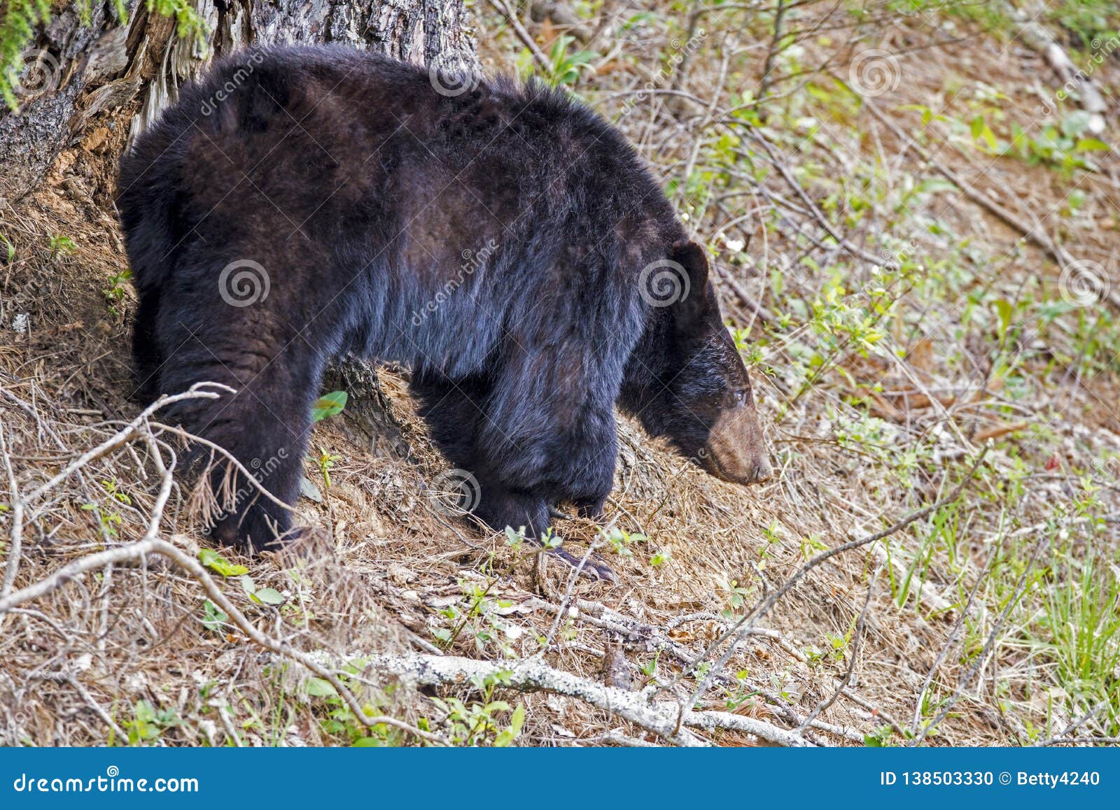 A Black Bear Scratching on a Hillside. Stock Photo - Image of animal ...