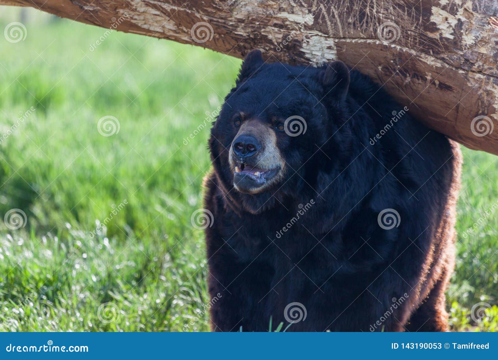 Black Bear Scratching Its Back Stock Image - Image of rapid, scratching ...