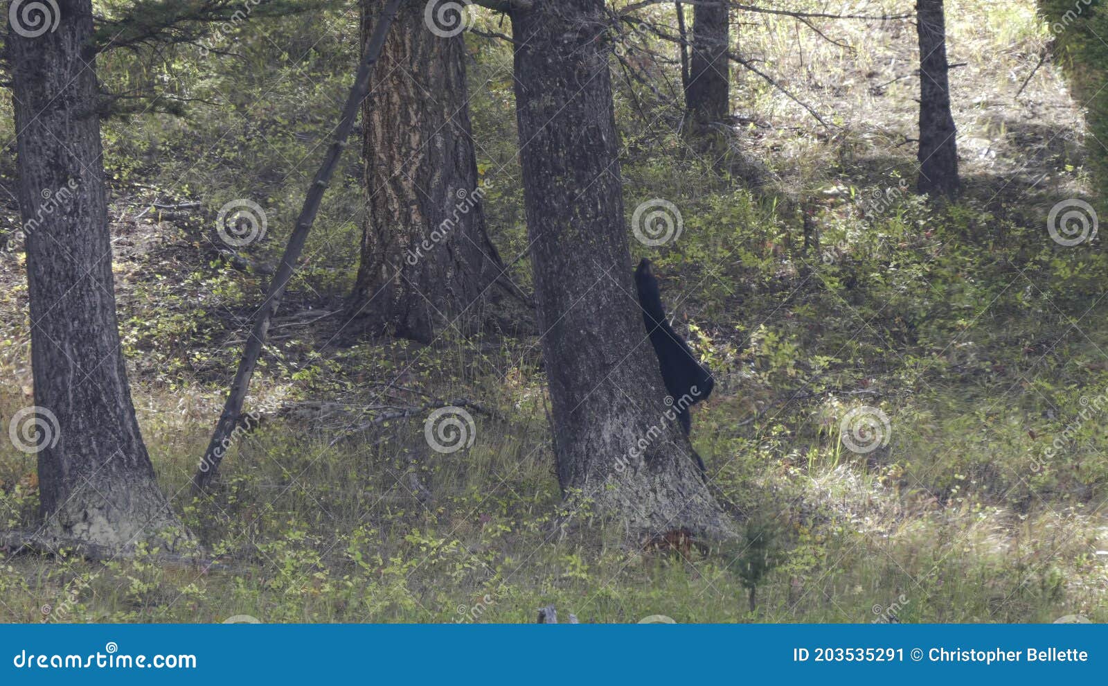 Black Bear Scratching Its Back on a Tree Trunk in Yellowstone Stock ...