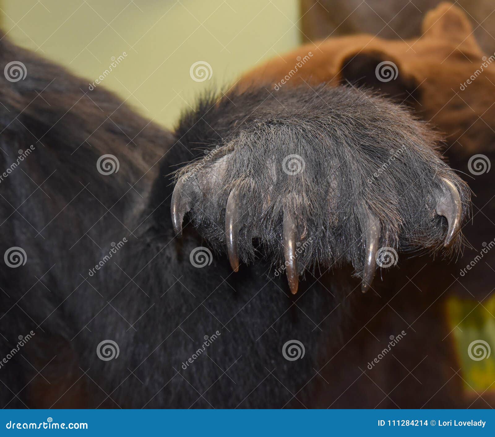 Black Bear Showing His Claws Upclose Editorial Stock Image - Image of ...