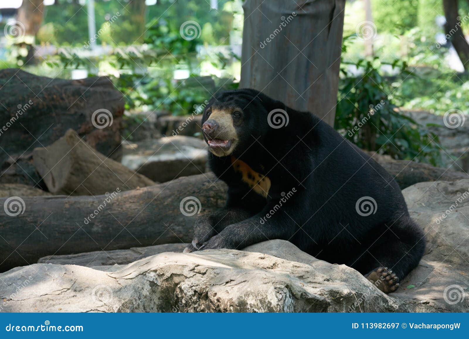 Black Bear Sit and Lean and Open Mouth on Rock Stock Image - Image of ...