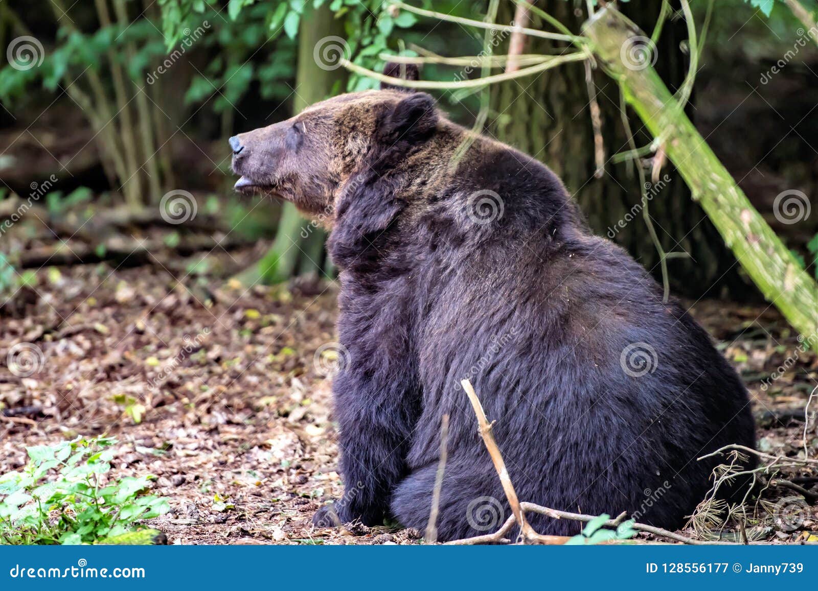A Black Bear Sits on the Ground in Front of a Forest Stock Image ...