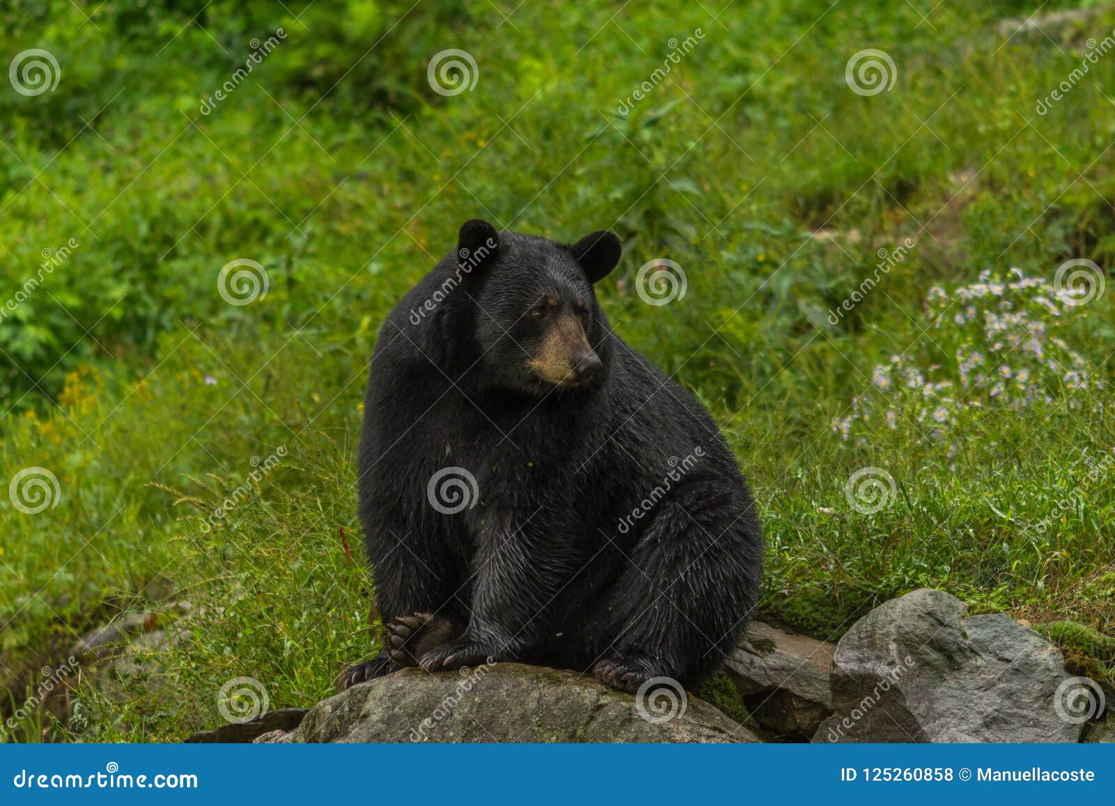 Black Bear Sitting on a Rock Stock Photo - Image of outdoors, green ...