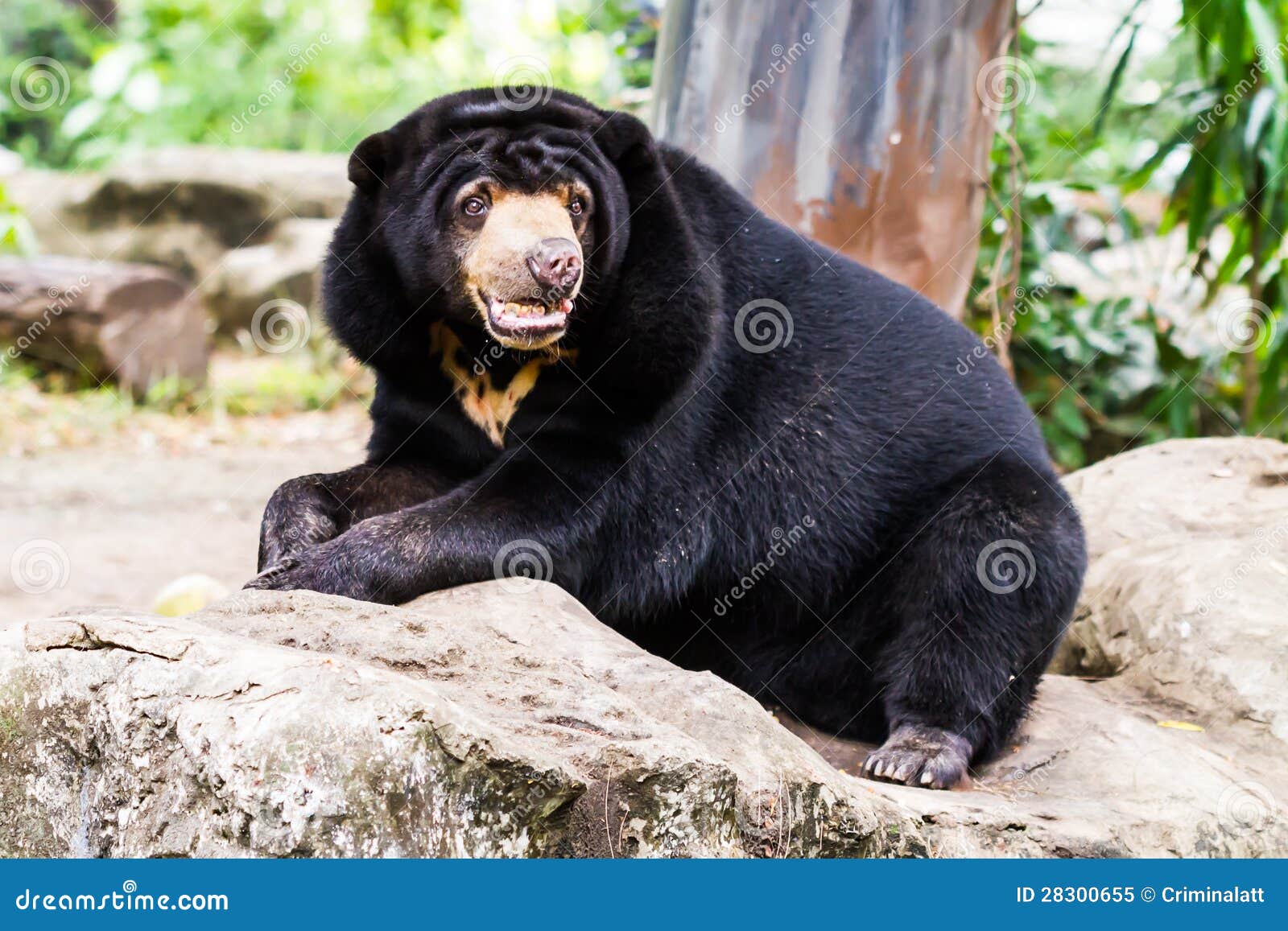 Black Bear Sitting on the Rock Stock Image - Image of ursus, mammal ...