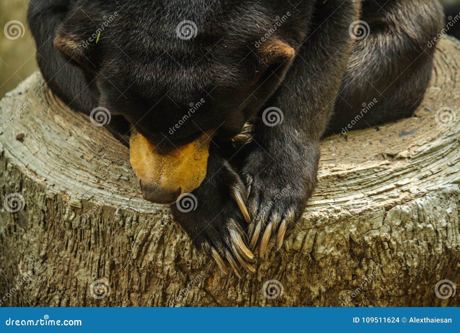 Bear sleeping on a log. stock photo. Image of animal - 109511624