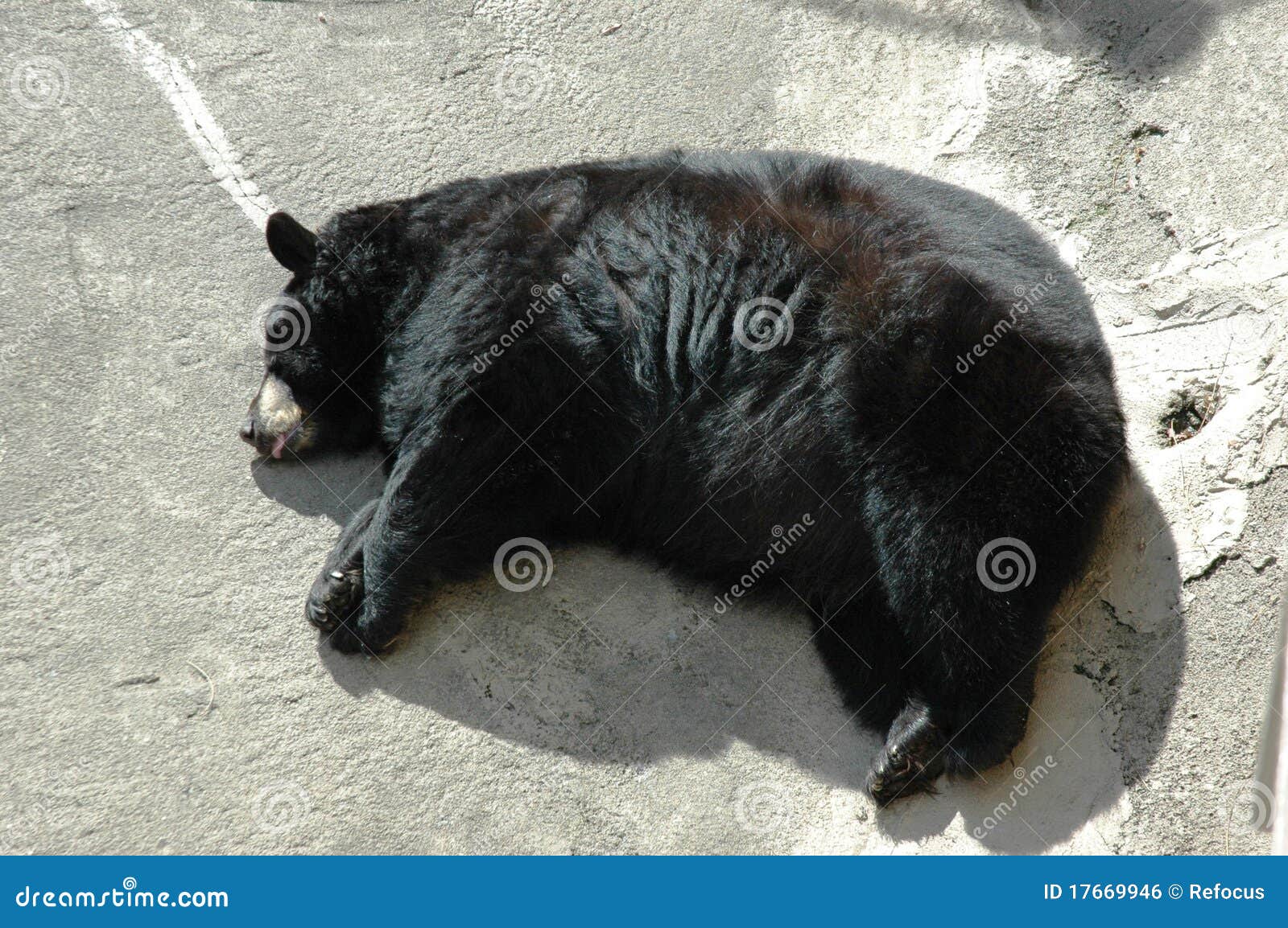 Black Bear Sleeping