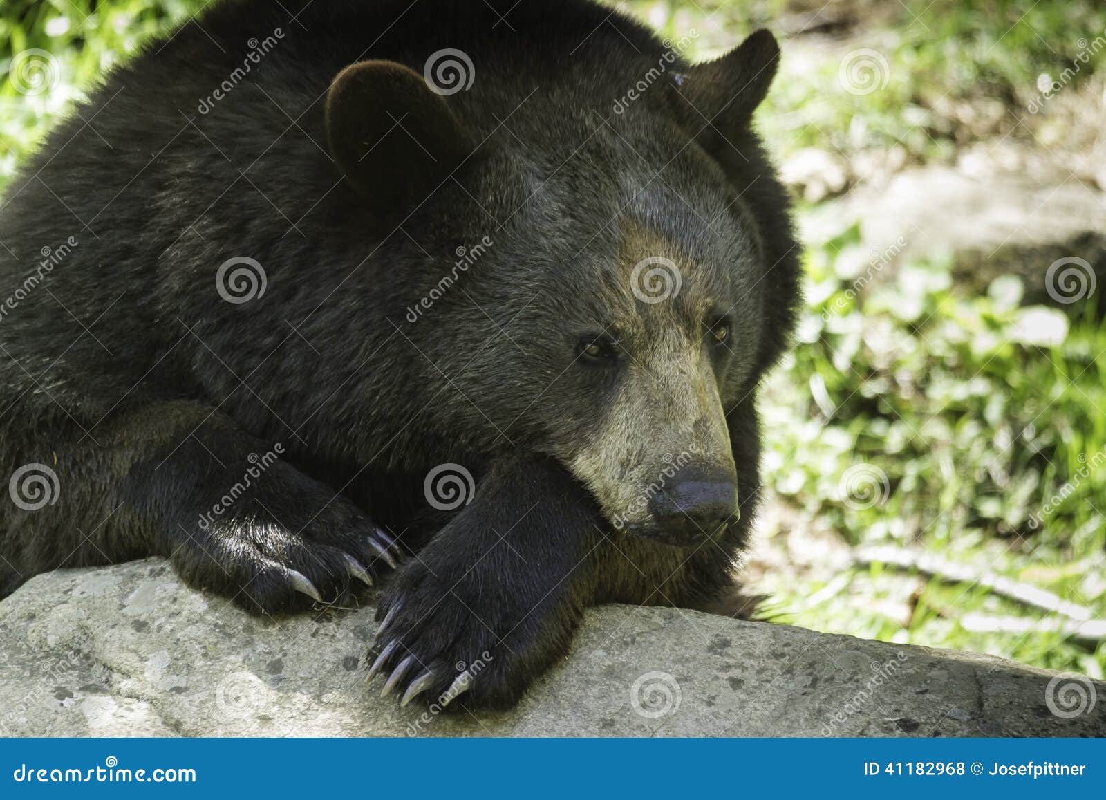 Black Bear in the spring stock photo. Image of carnivore - 41182968