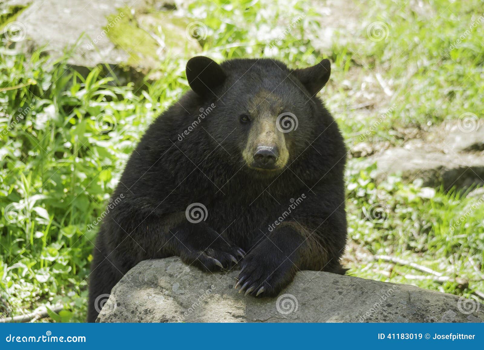 Black Bear in the spring stock image. Image of mammal - 41183019