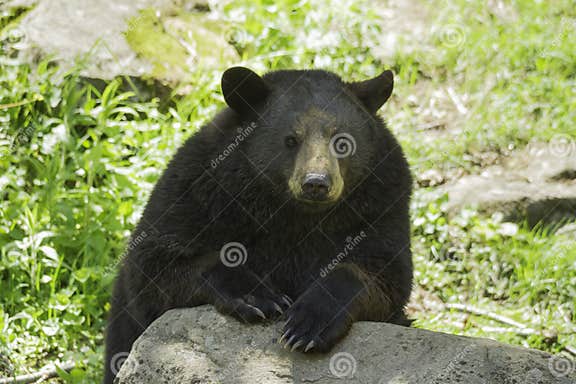 Black Bear in the spring stock image. Image of mammal - 41183019