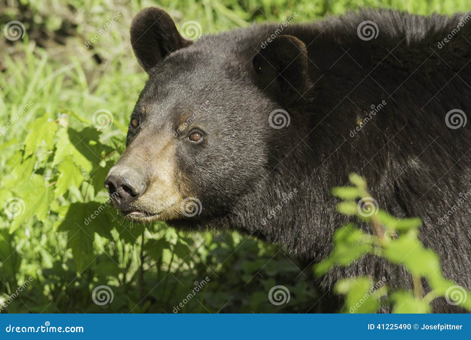 Black Bear in the spring stock photo. Image of beauty - 41225490