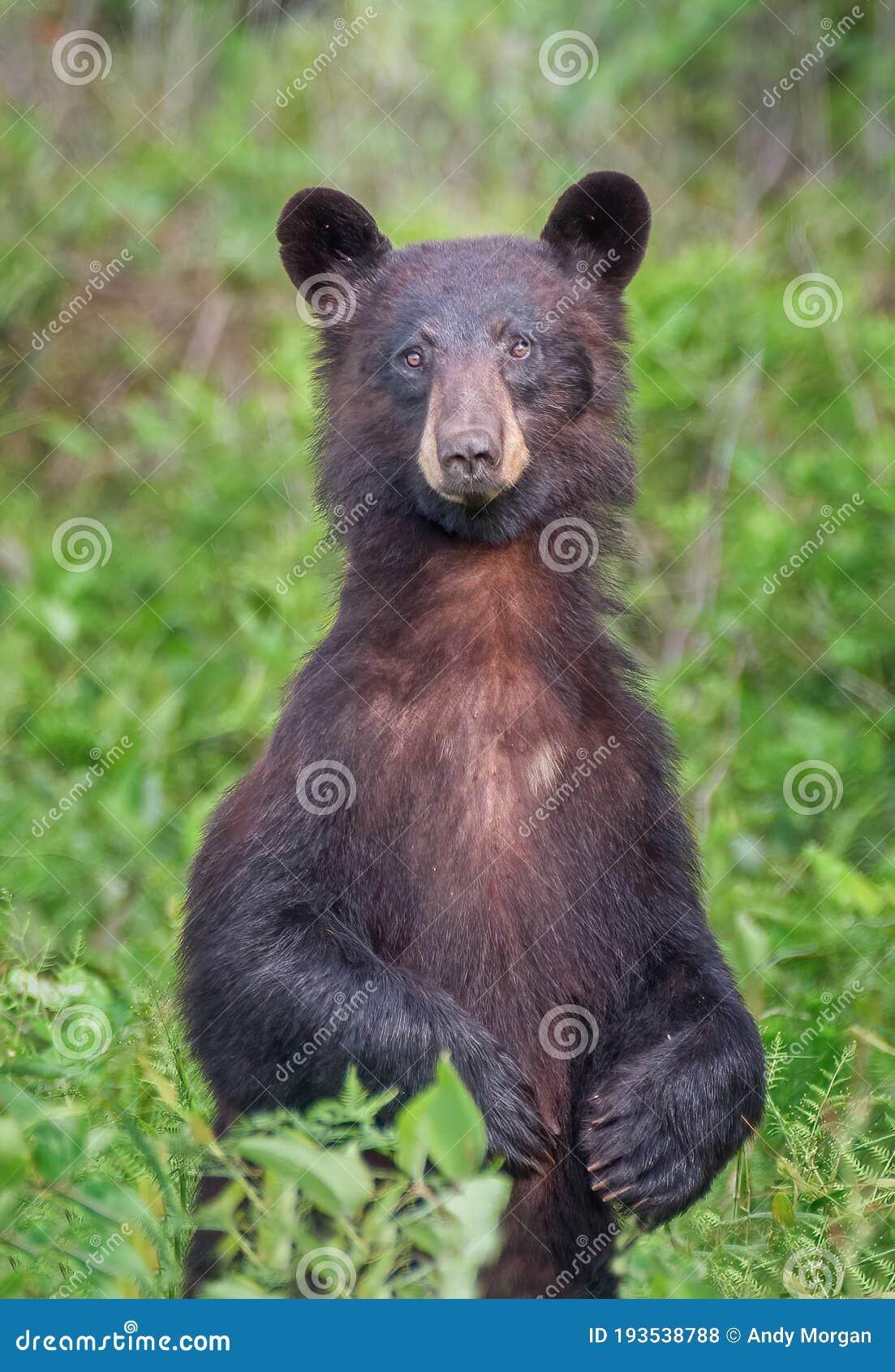 Black Bear Standing in Field Stock Photo - Image of mammel, alert ...