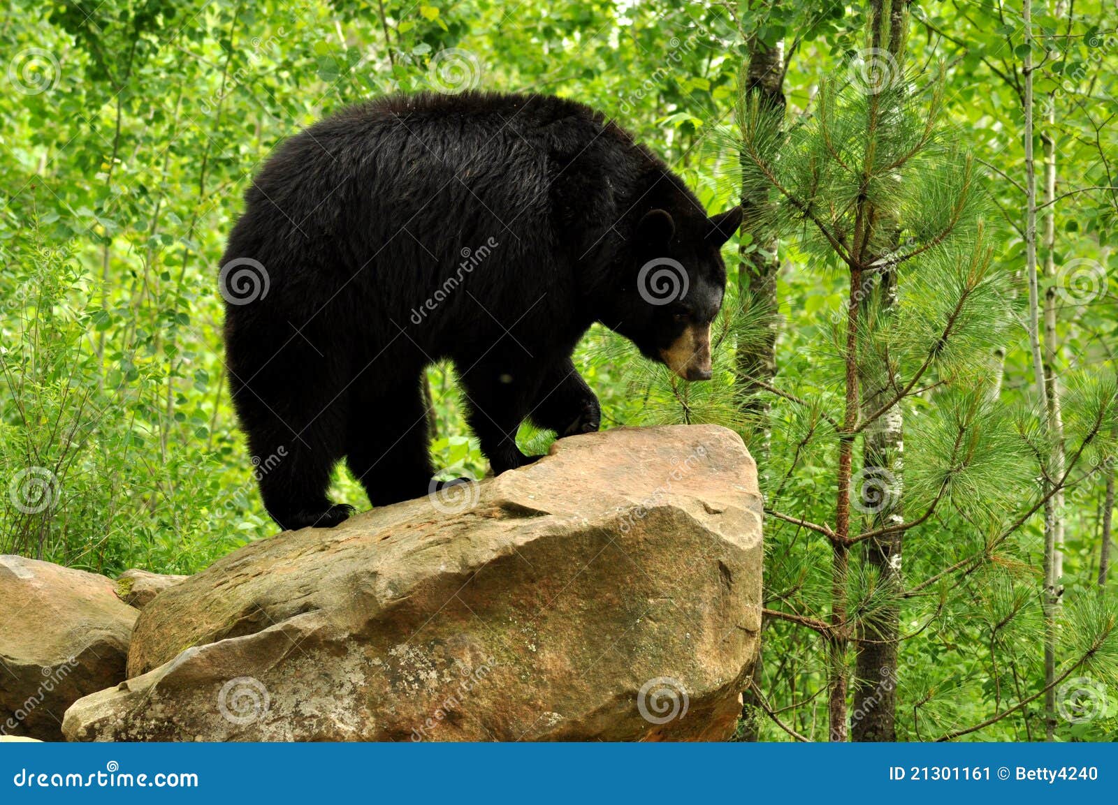 Black Bear Standing on a Rock. Stock Image - Image of americanus ...