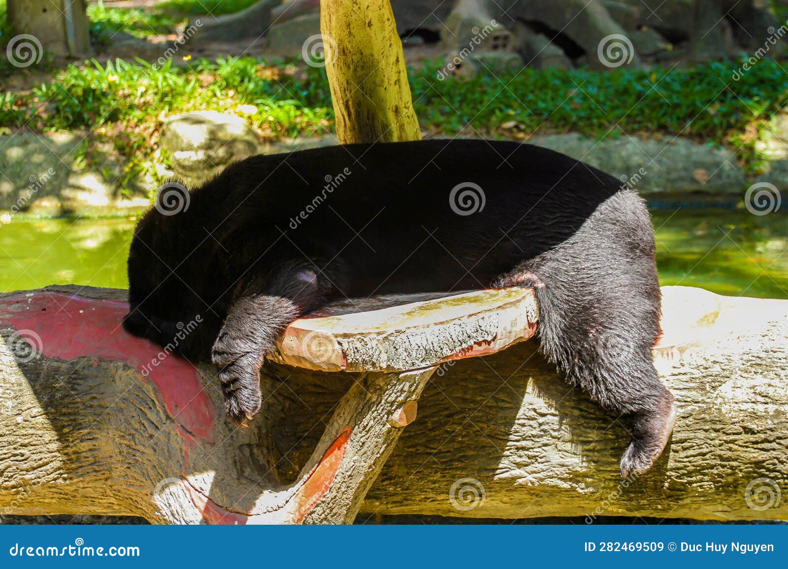 A Black Bear Takes a Nap in the Zoo. Stock Image - Image of park, bear ...