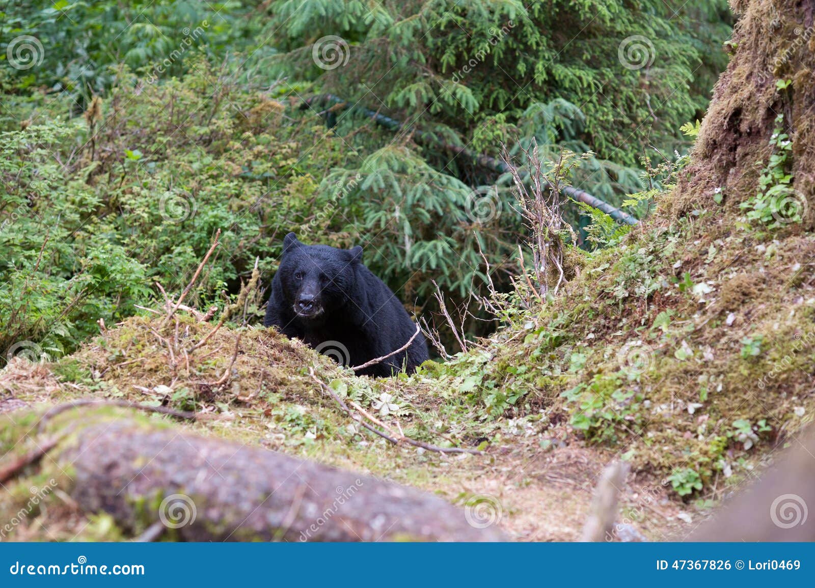 Black bear on trail stock photo. Image of omnivore, mammal - 47367826