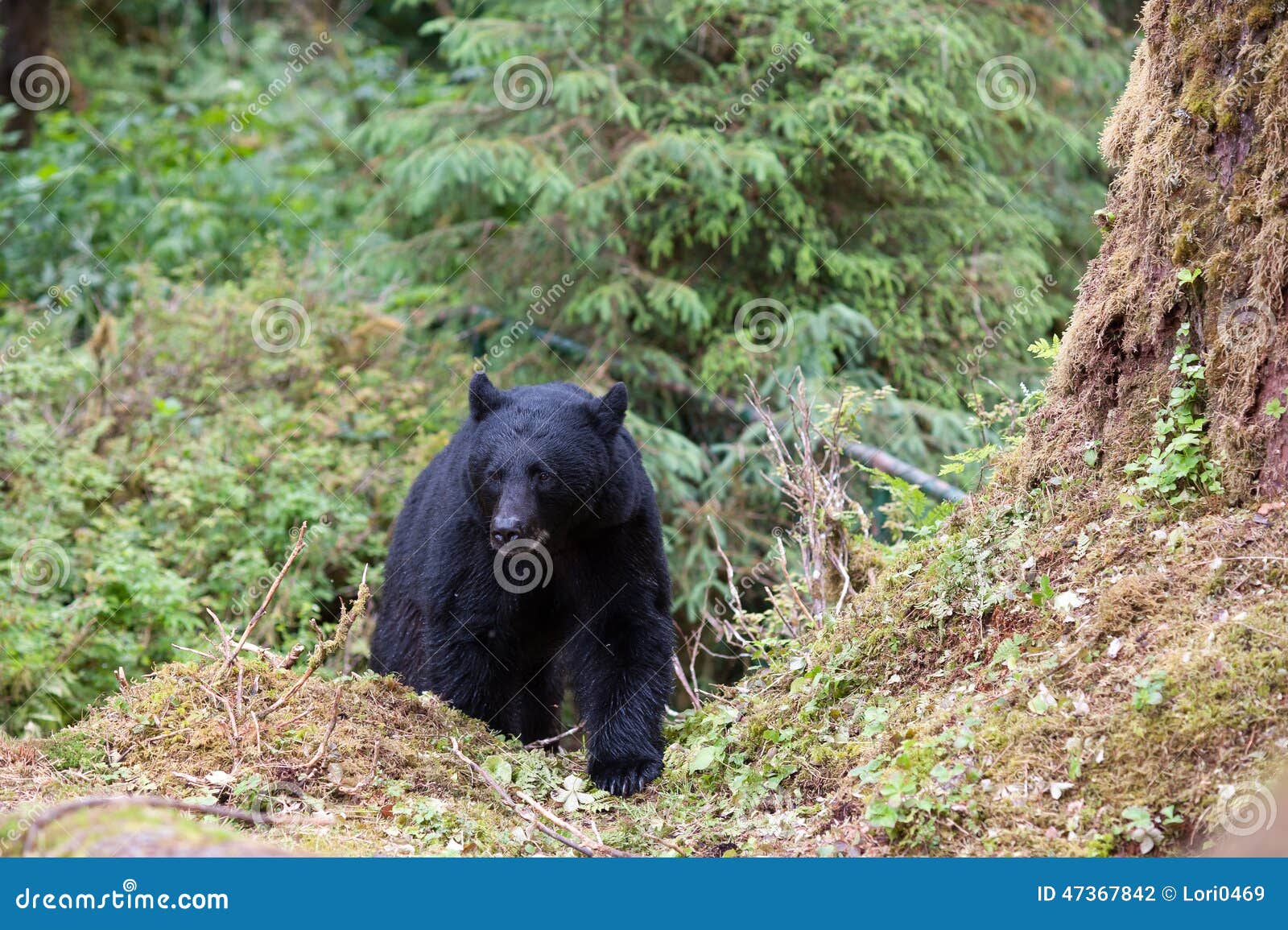 Black bear on trail stock photo. Image of offspring, large - 47367842