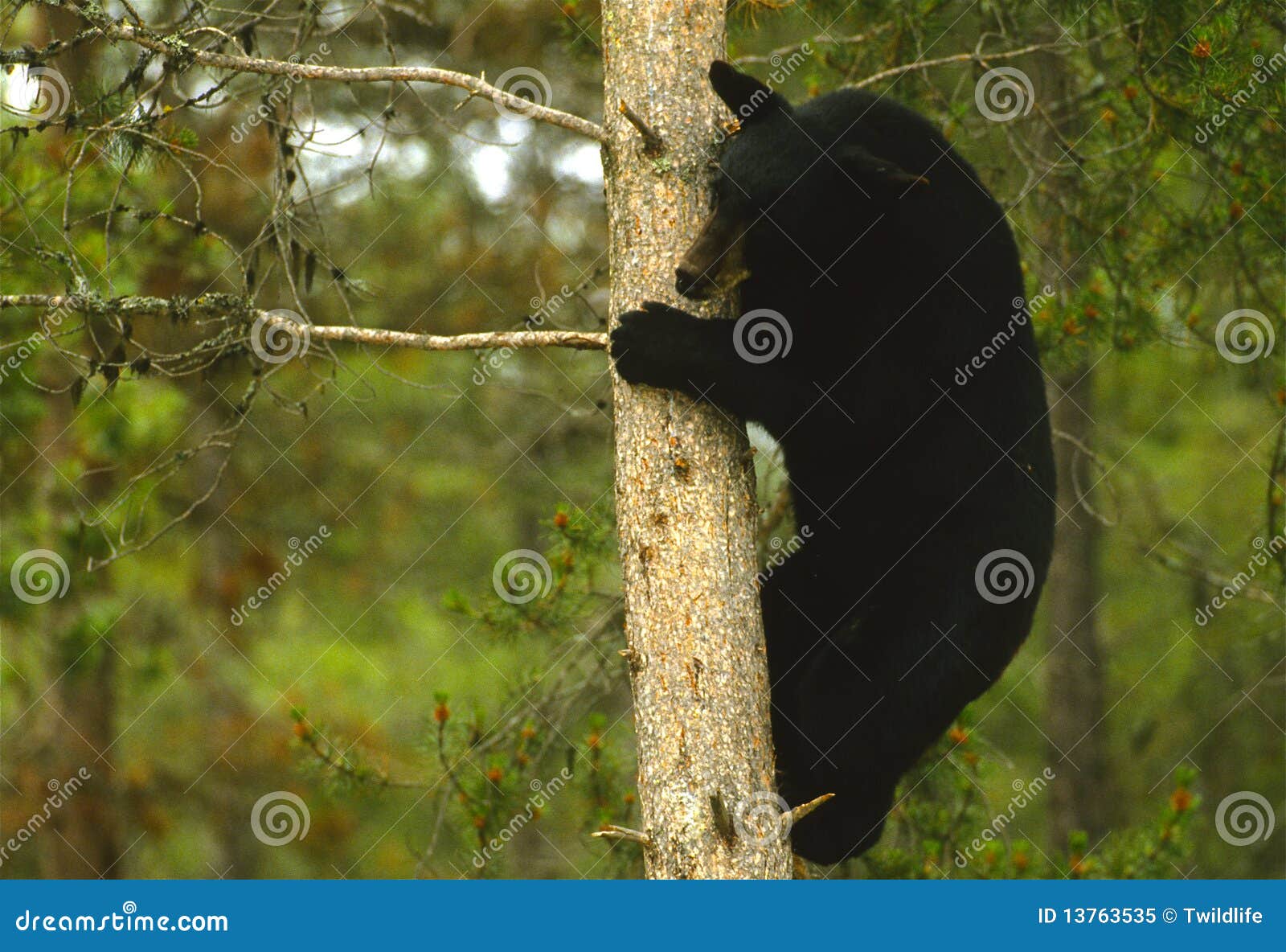 Black Bear in Tree stock image. Image of ursus, nature - 13763535