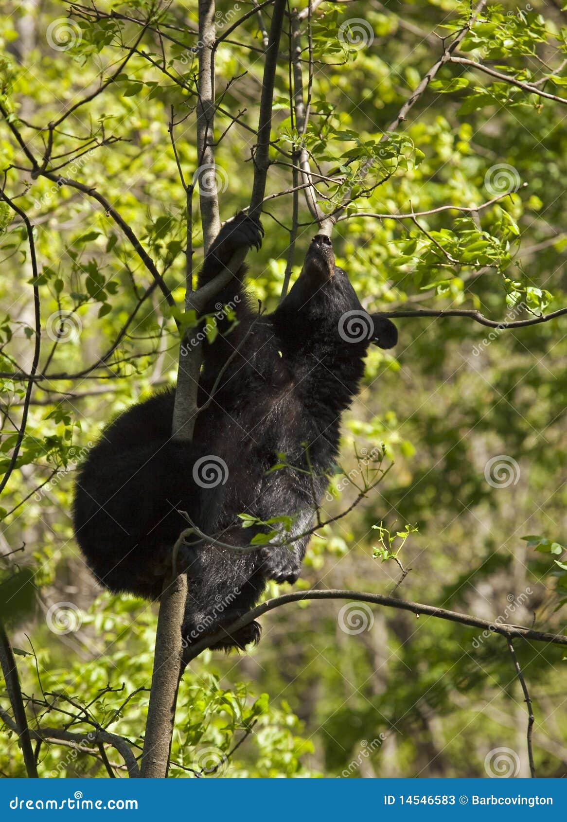 Black Bear on the tree stock image. Image of forest, massive - 14546583