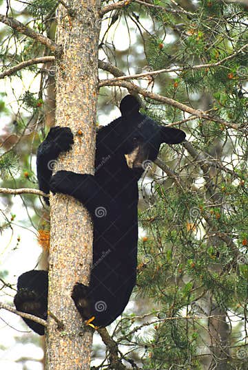 Black Bear in Tree stock photo. Image of omnivore, nature - 9437260