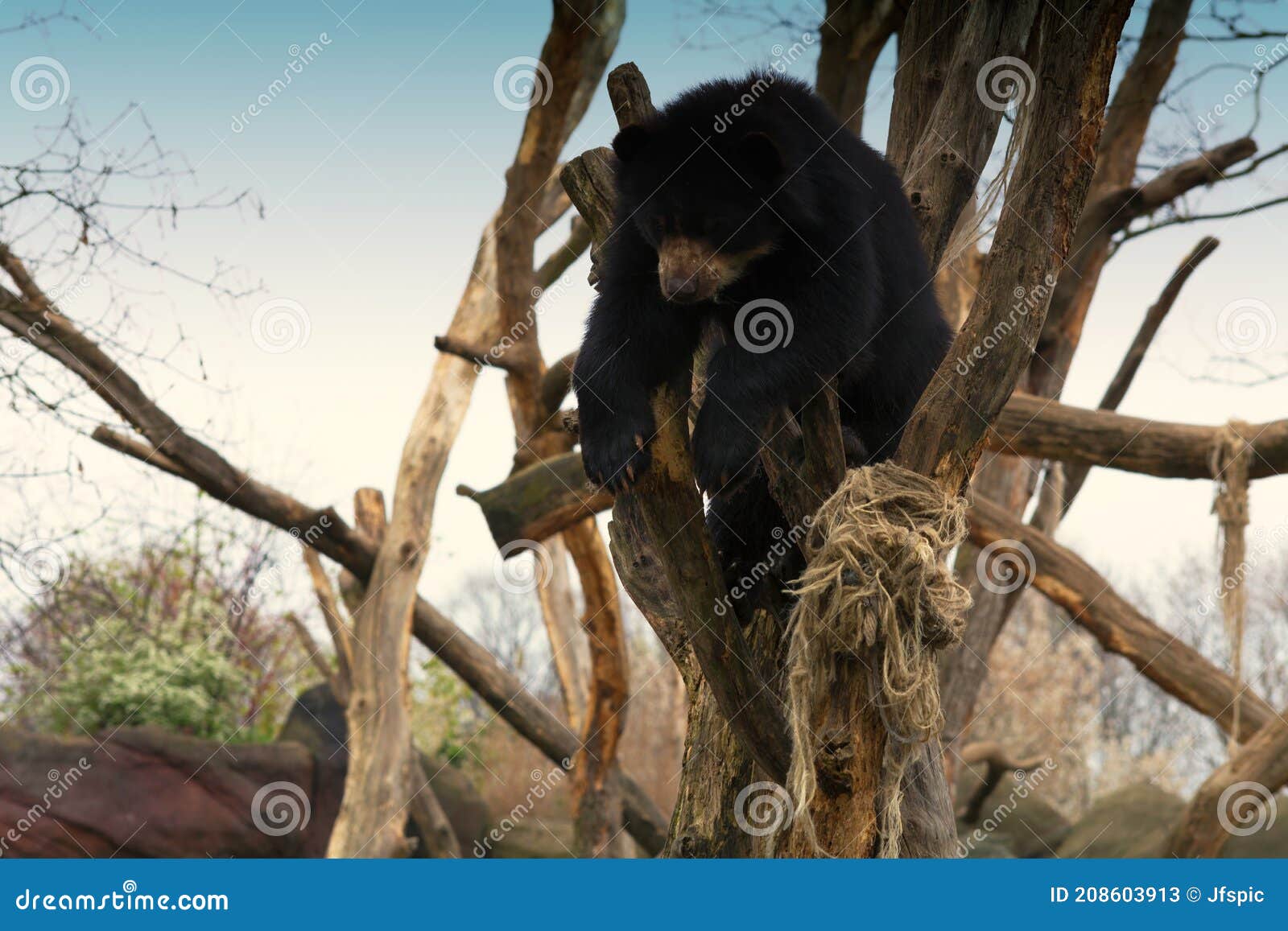 Black bear on a tree stock image. Image of nordic, family - 208603913