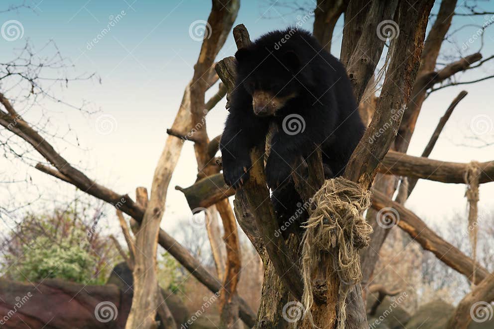 Black bear on a tree stock image. Image of nordic, family - 208603913