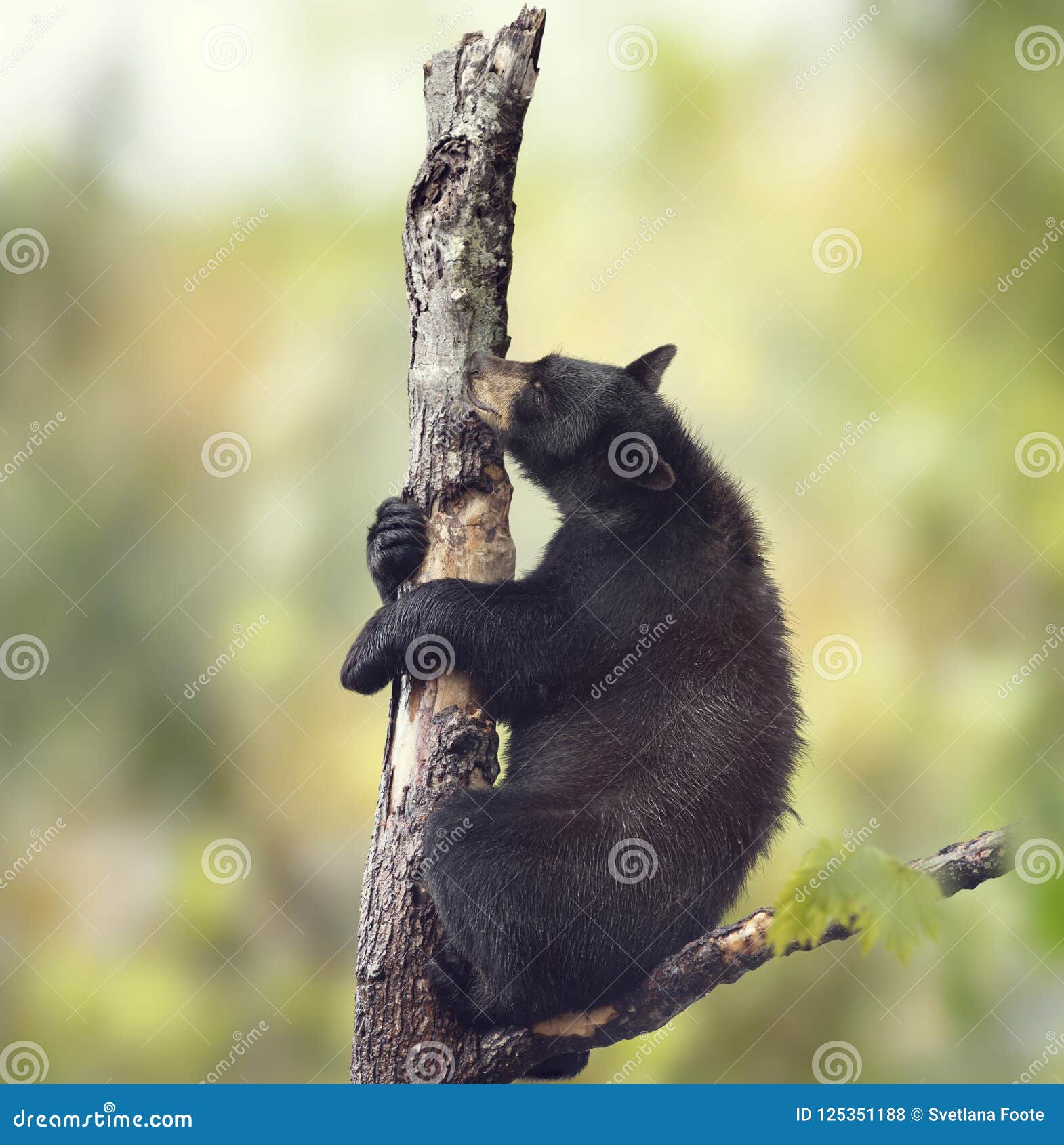 Black bear on a tree stock photo. Image of nature, leaf - 125351188