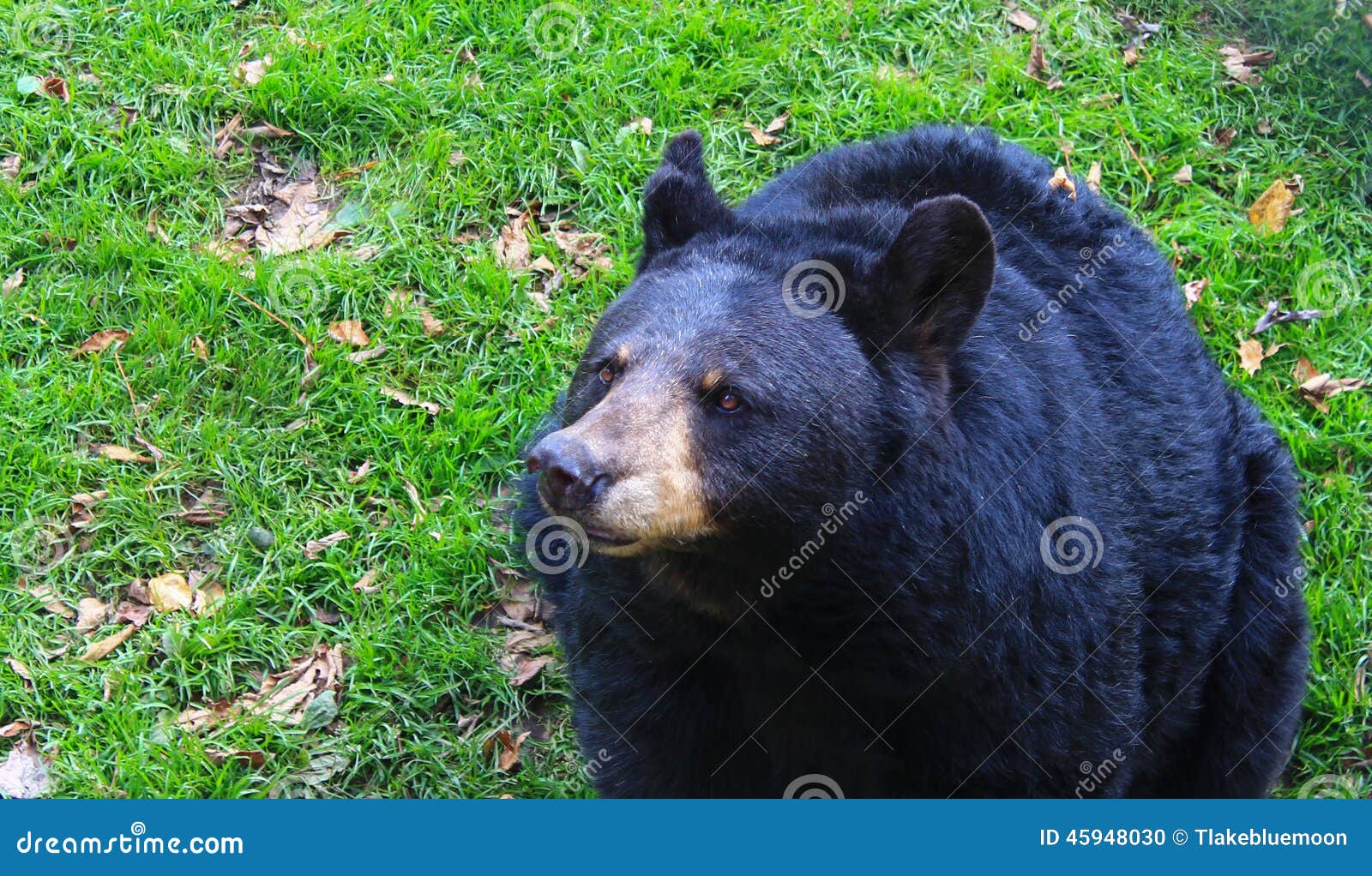Black Bear Up Close, Looking To Side Stock Photo - Image of hibernate ...