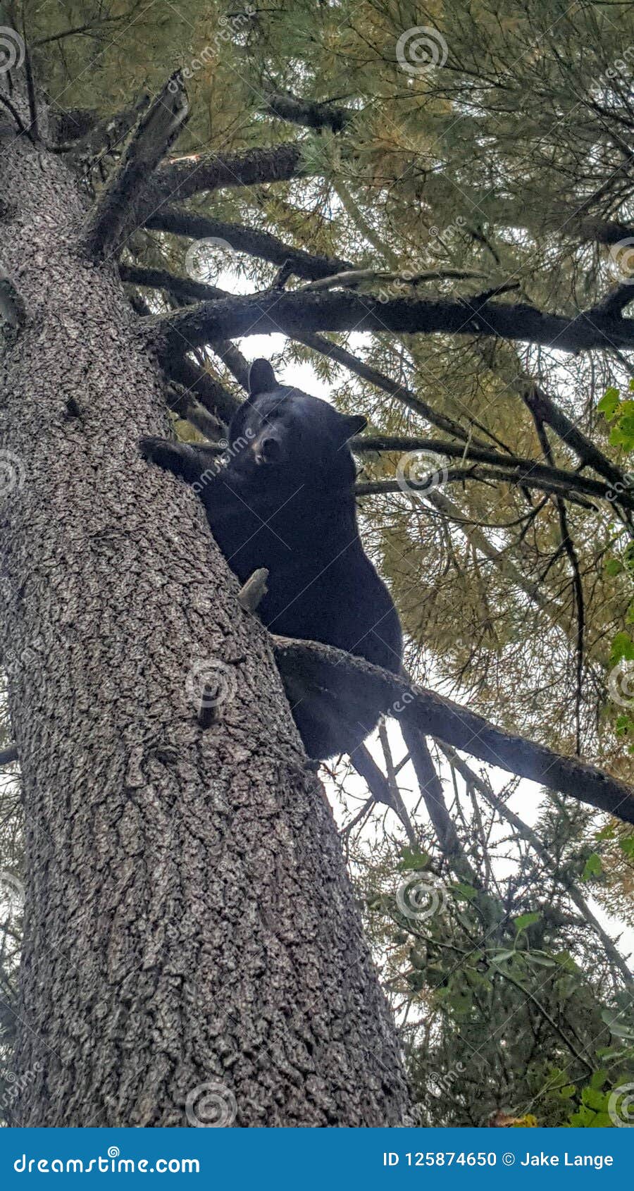 Black bear up a tree stock photo. Image of omnivore - 125874650