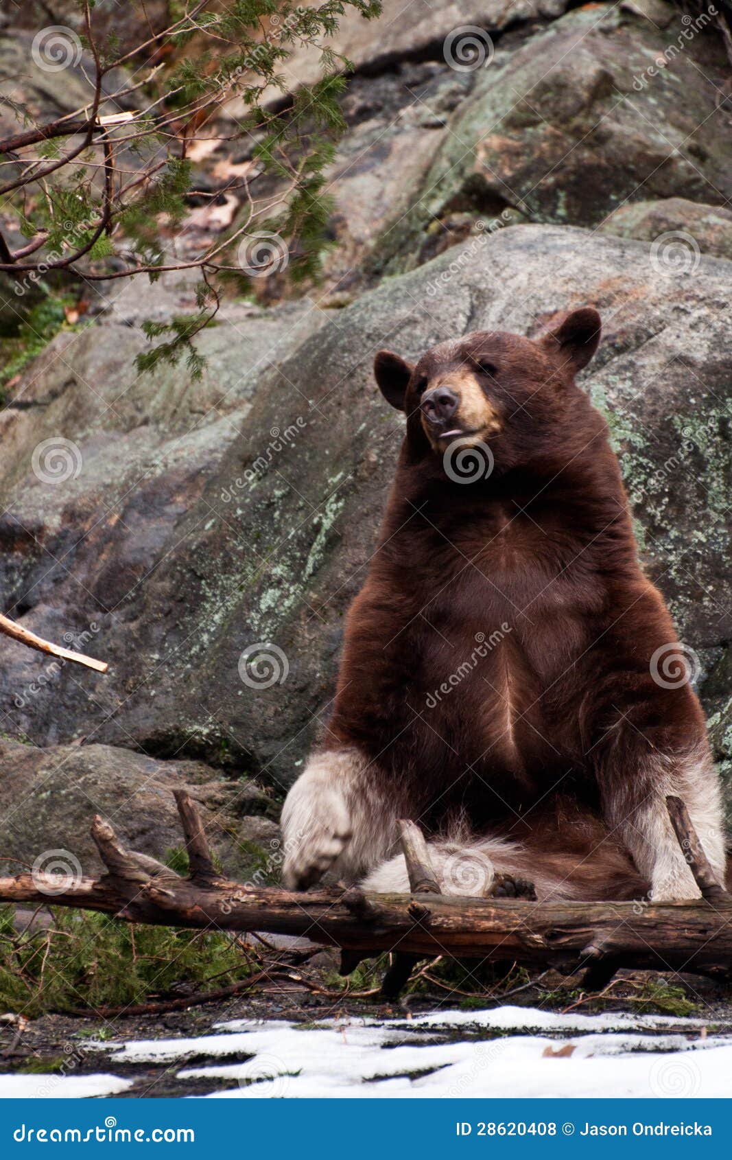 Black Bear Ursus Americanus Stock Photo - Image of conservation, colors ...